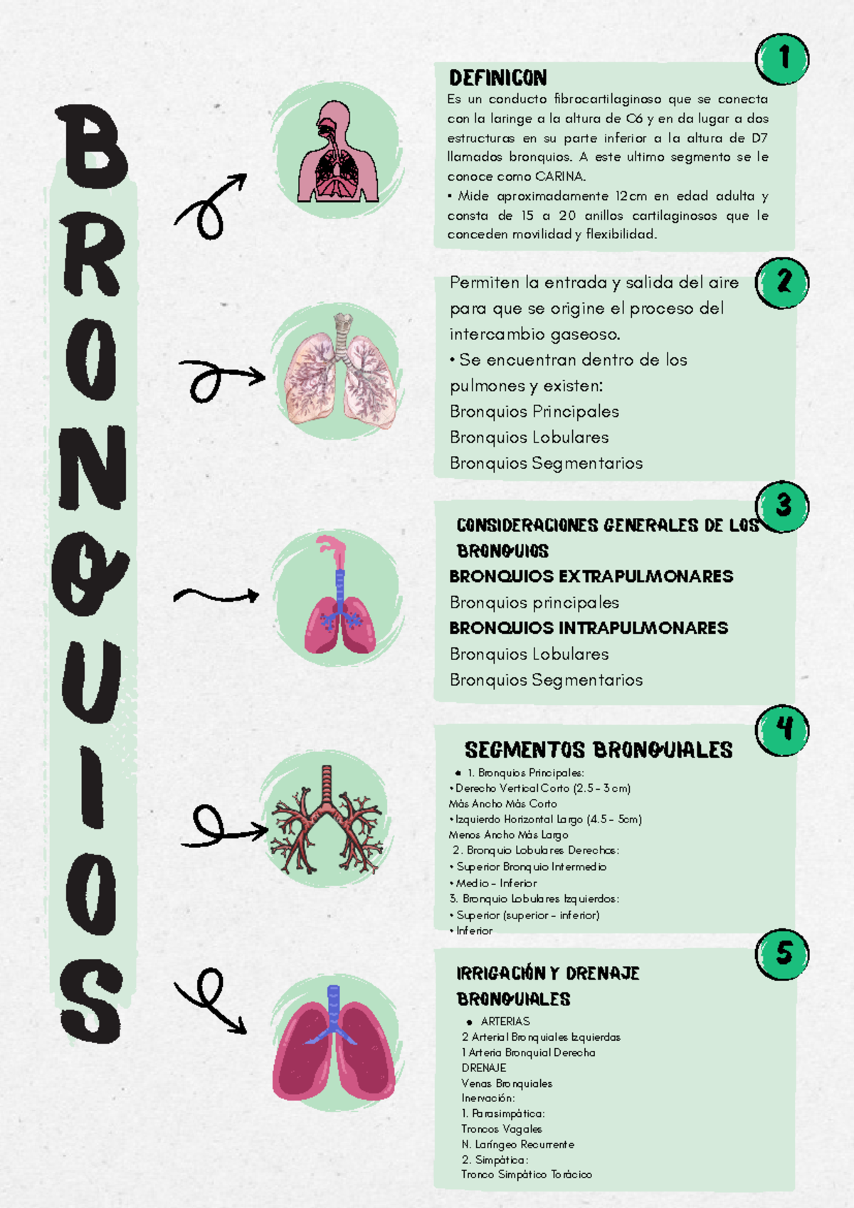 Bronquios Y Traquea - 1 2 3 4 5 DEFINICON CONSIDERACIONES GENERALES DE ...