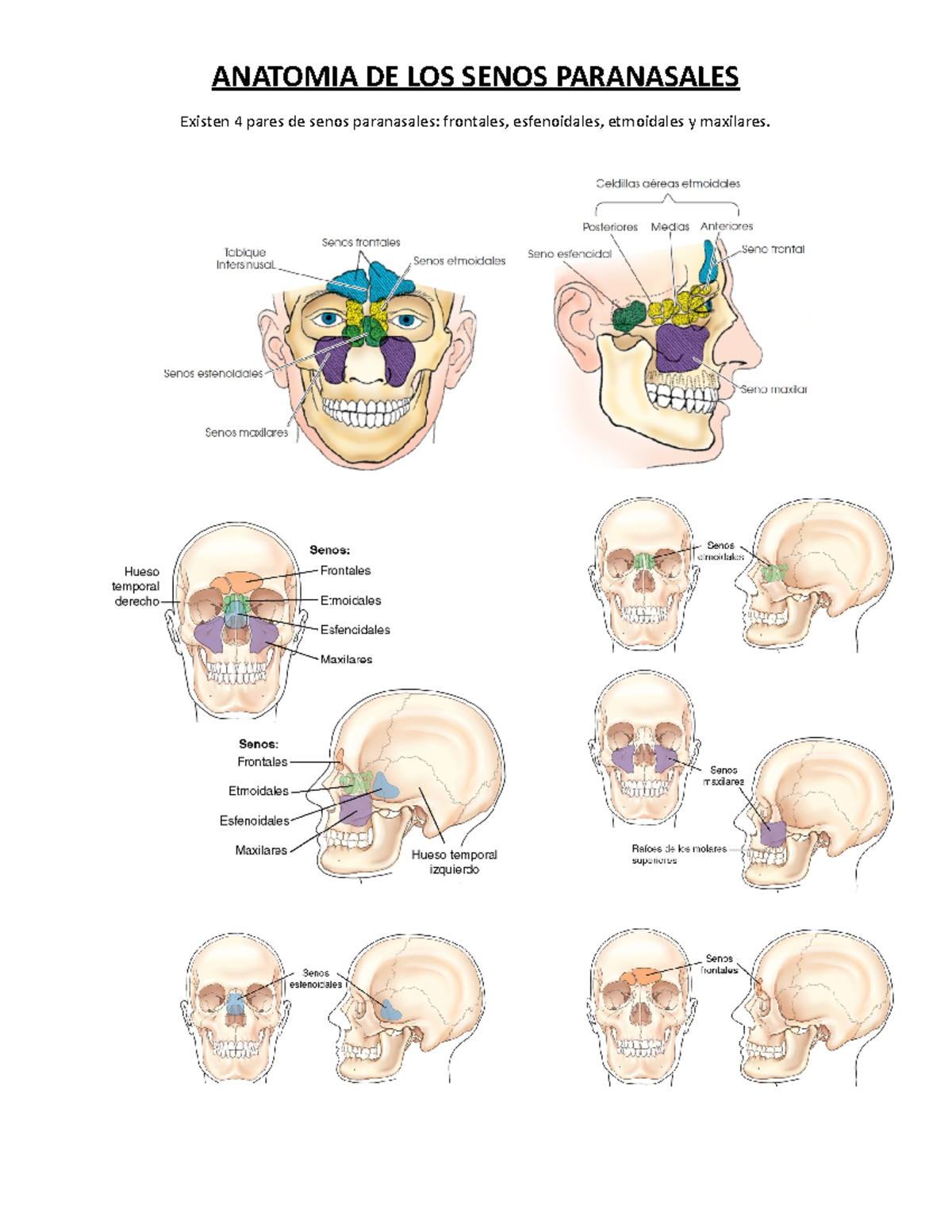 Clase 2 - senos paranasales y cavum - ANATOMIA DE LOS SENOS PARANASALES ...