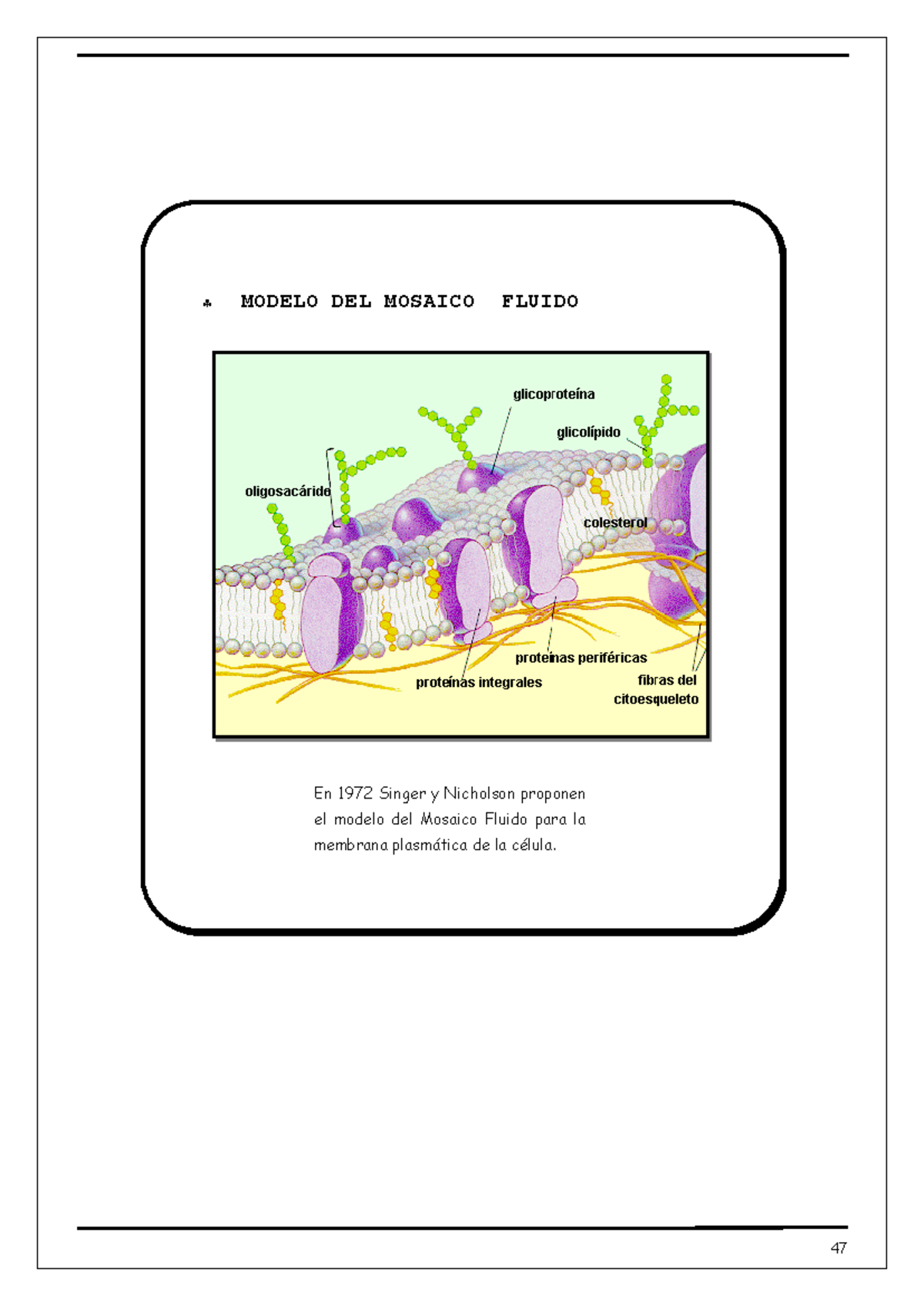 Biologia-3 - Cubierta y membrana celular - MODELO DEL MOSAICO FLUIDO En ...