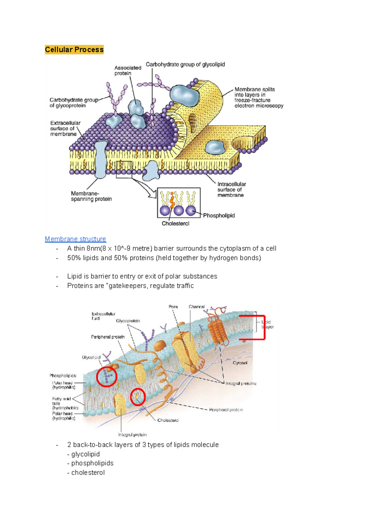Cellular process - lecture notes - Cellular Process Membrane structure ...