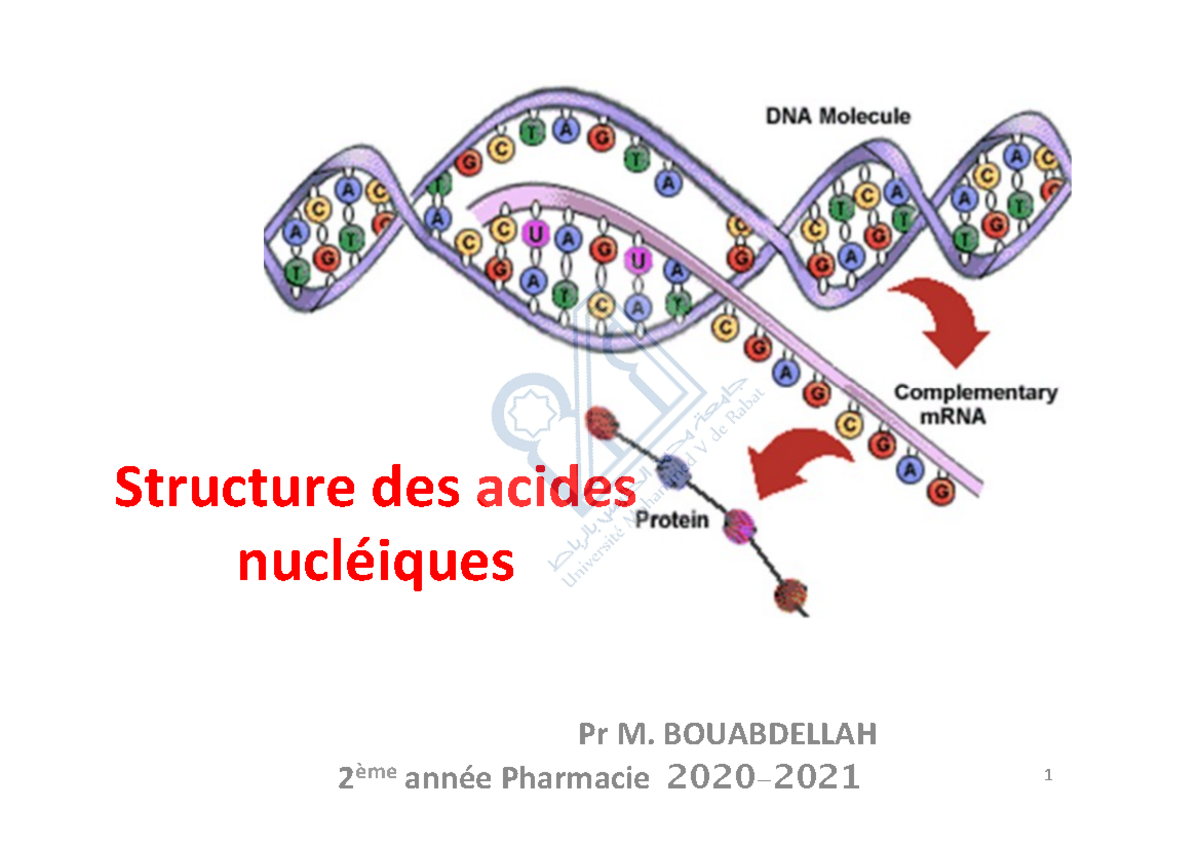Acides nucléiques - Structure des acides nucléiques Pr M. BOUABDELLAH 2 ...