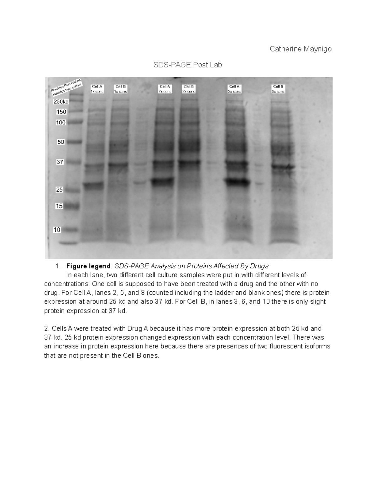BIOZ 476 SDS-PAGE Homework - Catherine Maynigo SDS-PAGE Post Lab Figure ...