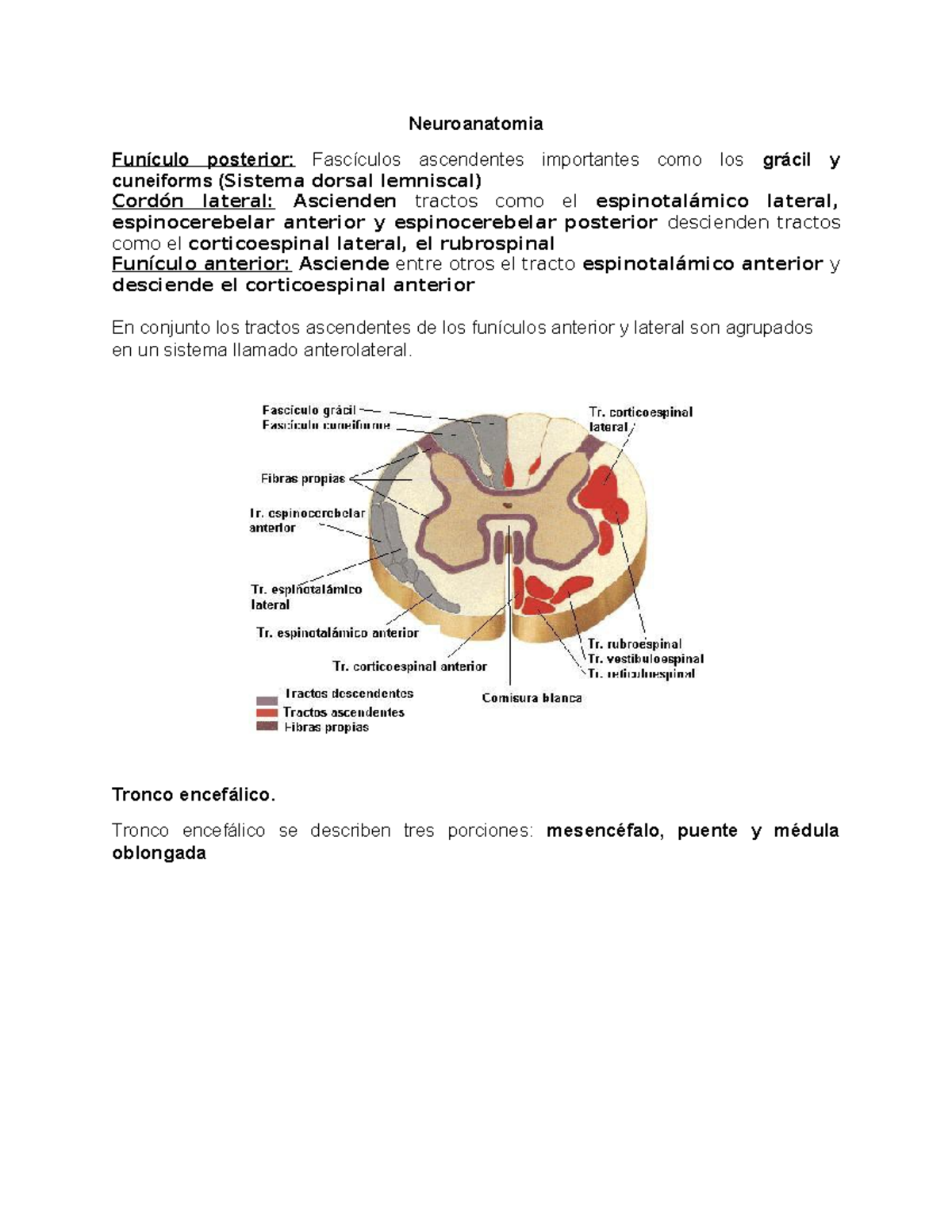 Neuroanatomia - Good - Neuroanatomia Funículo posterior: Fascículos ...