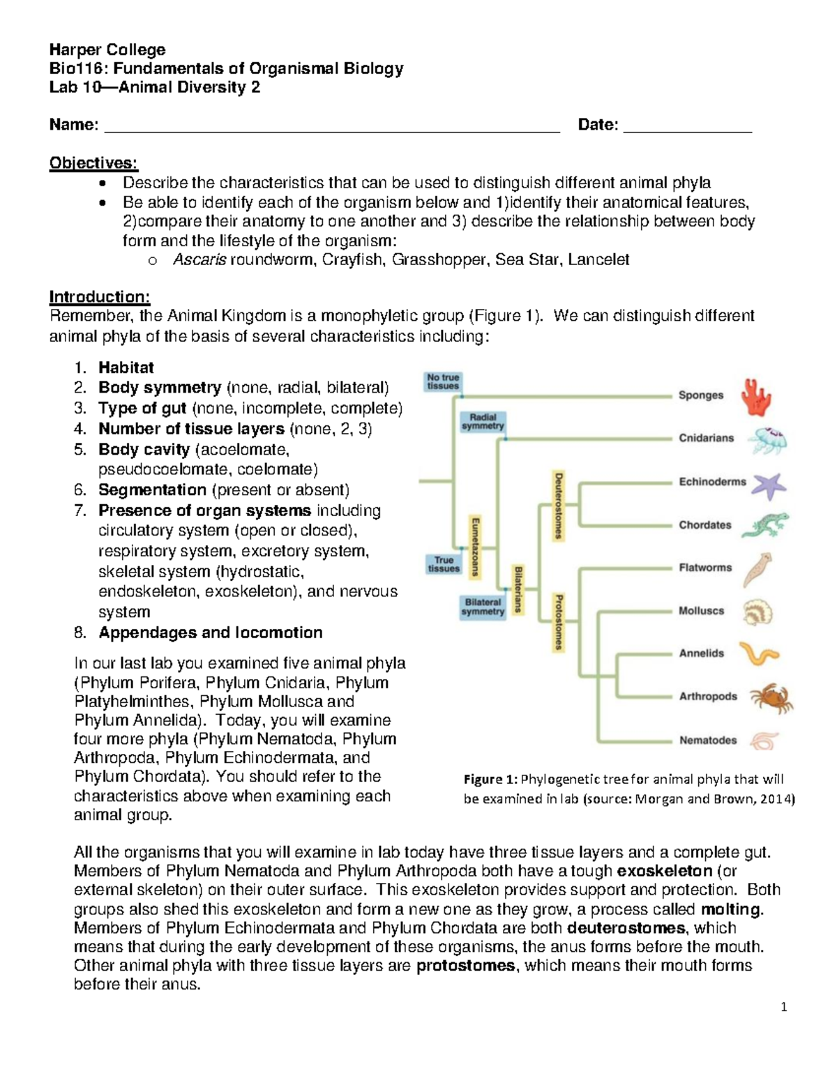 Lab 10 Animal Diversity 2 on campus 2022 - Harper College Bio116 ...