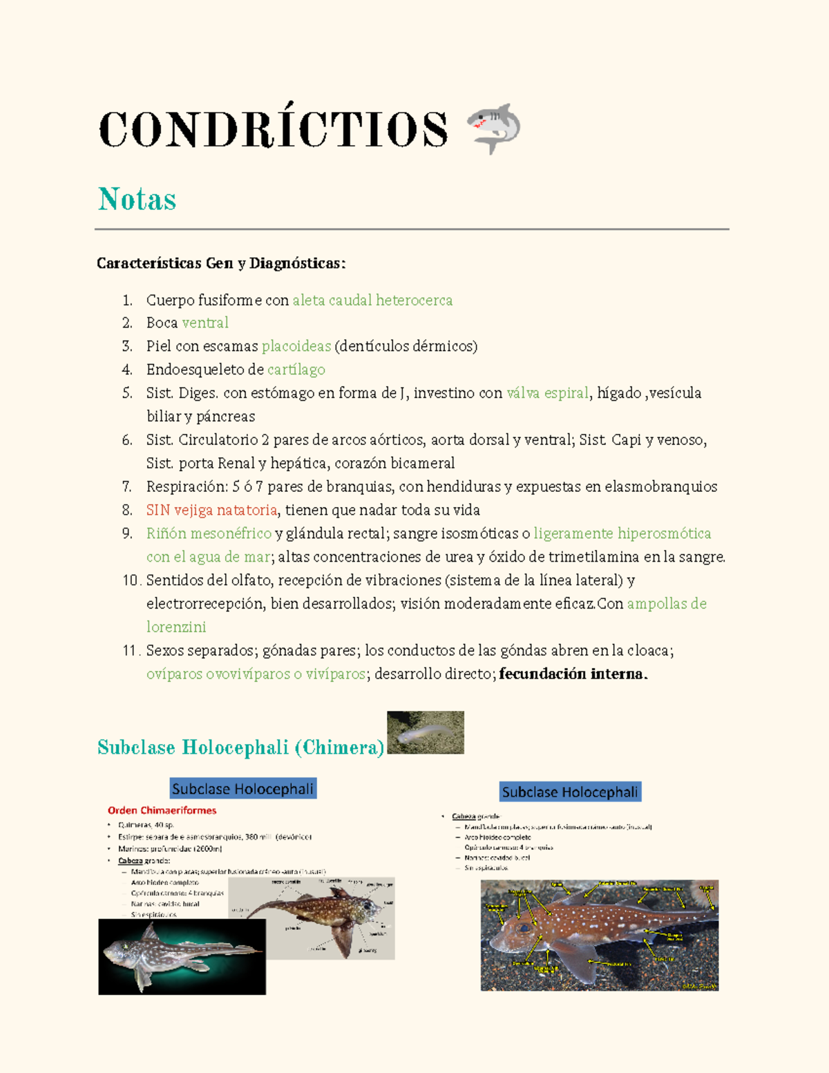 zoologia II morfo - CONDRÍCTIOS 🦈 Notas Características Gen y ...