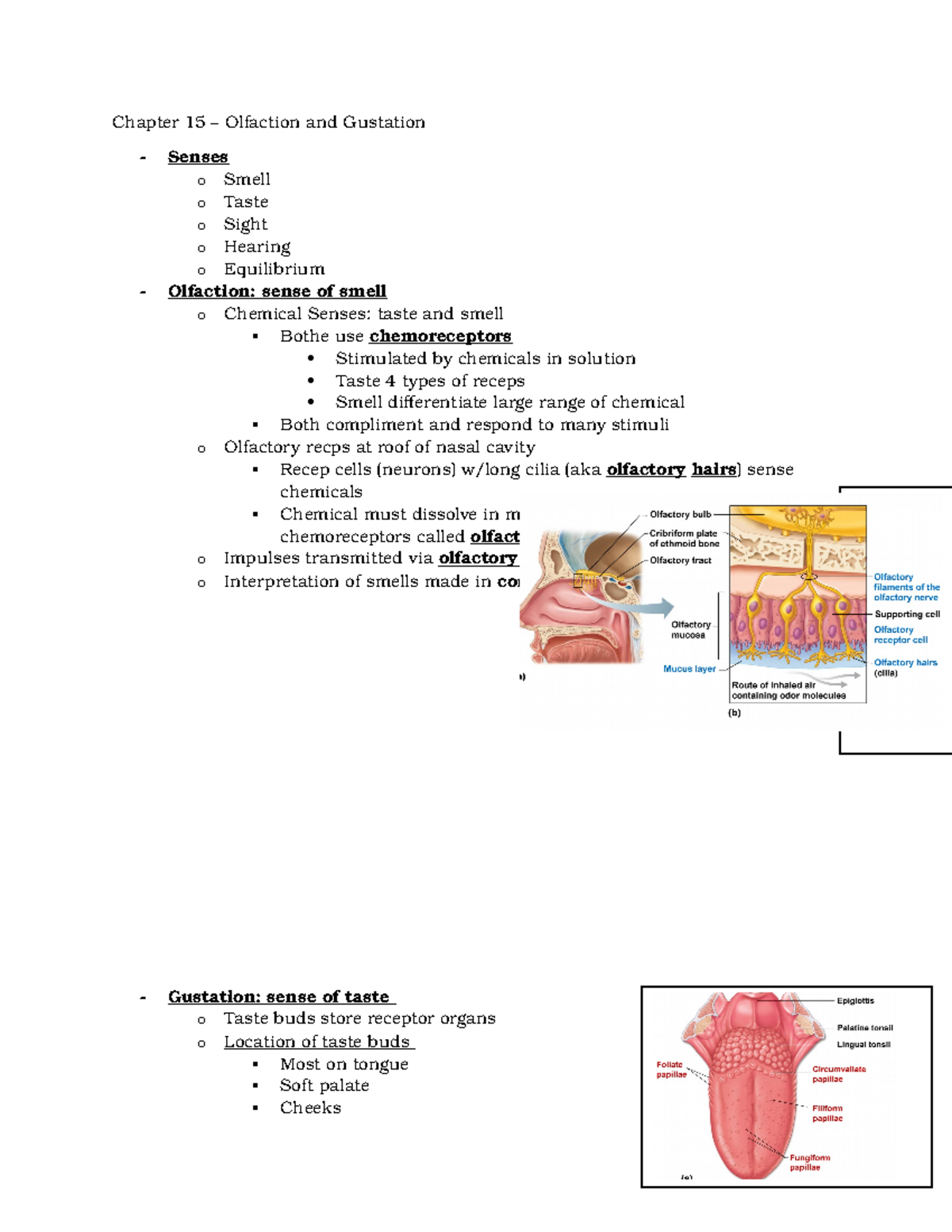 Chapter 15 - Olfactory and gustation - Chapter 15 – Olfaction and ...
