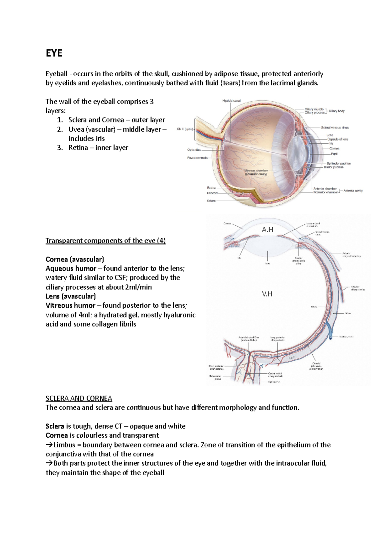 EYE - Lecture notes eye micro - EYE Eyeball - occurs in the orbits of ...