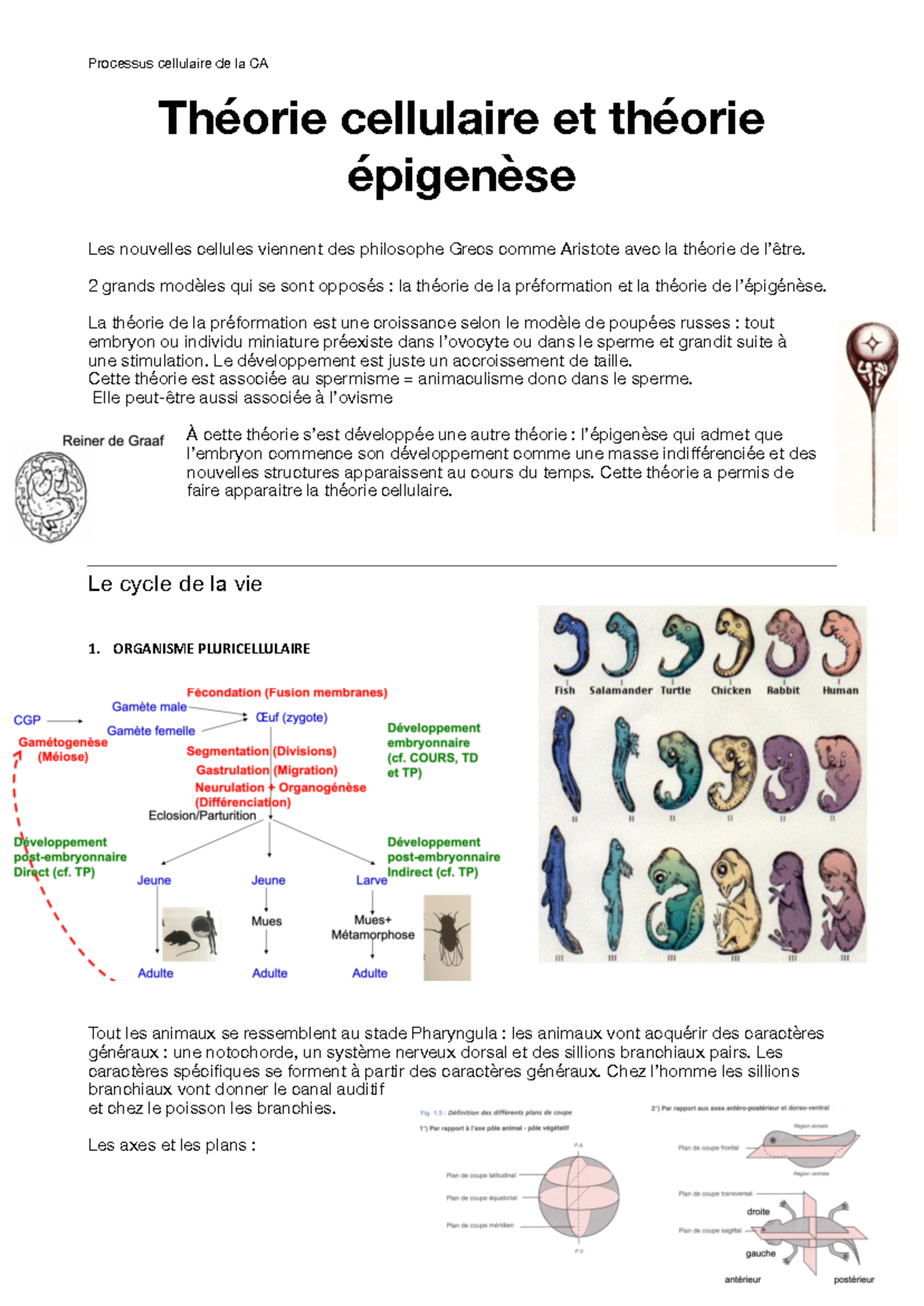 Cellule animale introduction - Théorie cellulaire et théorie épigenèse ...