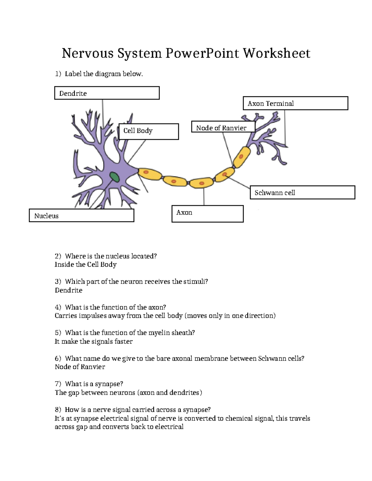 Nervous System Power Point Worksheet - Nervous System PowerPoint ...
