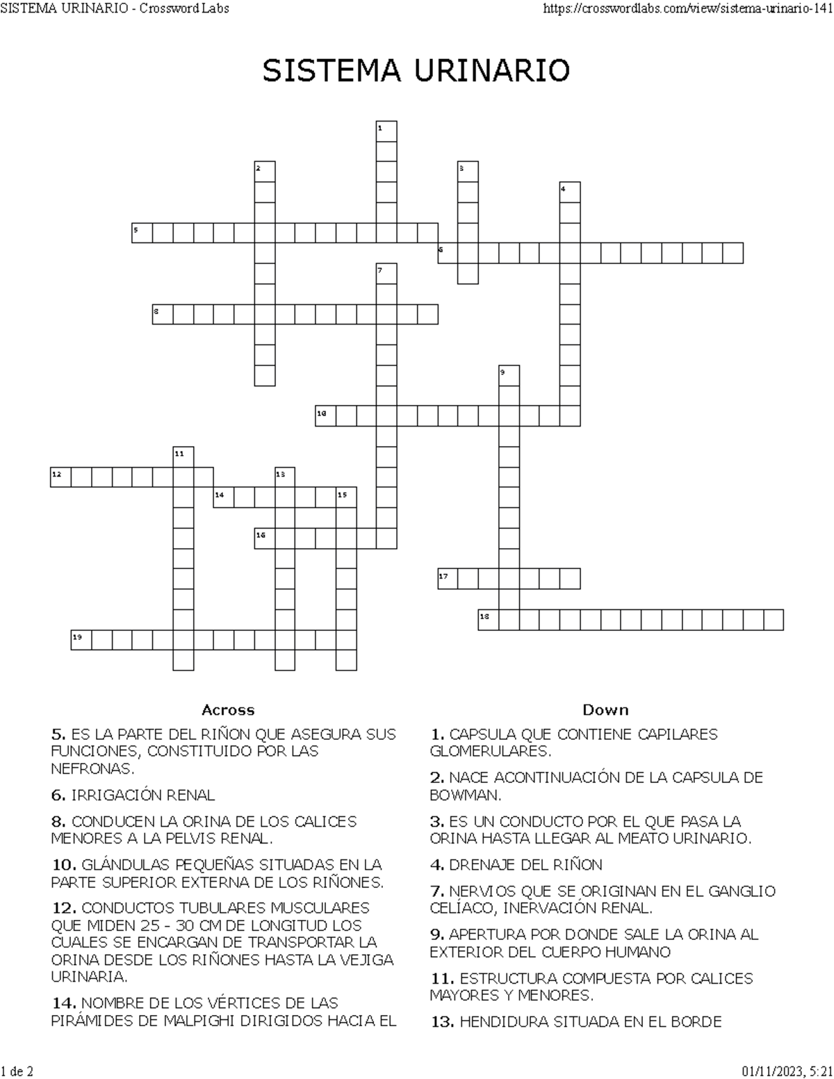 Sistema Urinario - Crossword Labs - SISTEMA URINARIO Across 5. ES LA ...