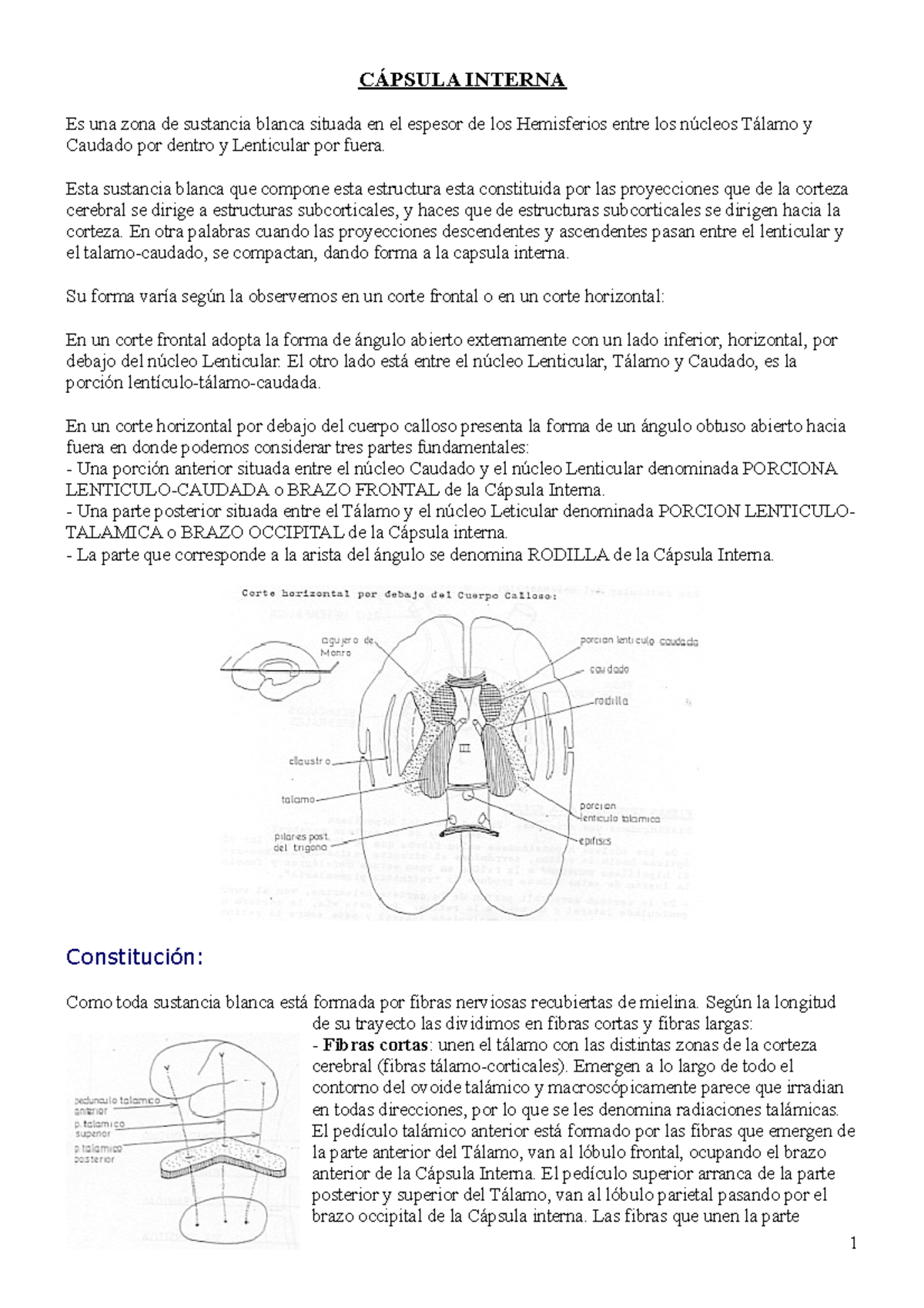 Capsula Interna - Resumen Anatomía - una zona de sustancia blanca ...