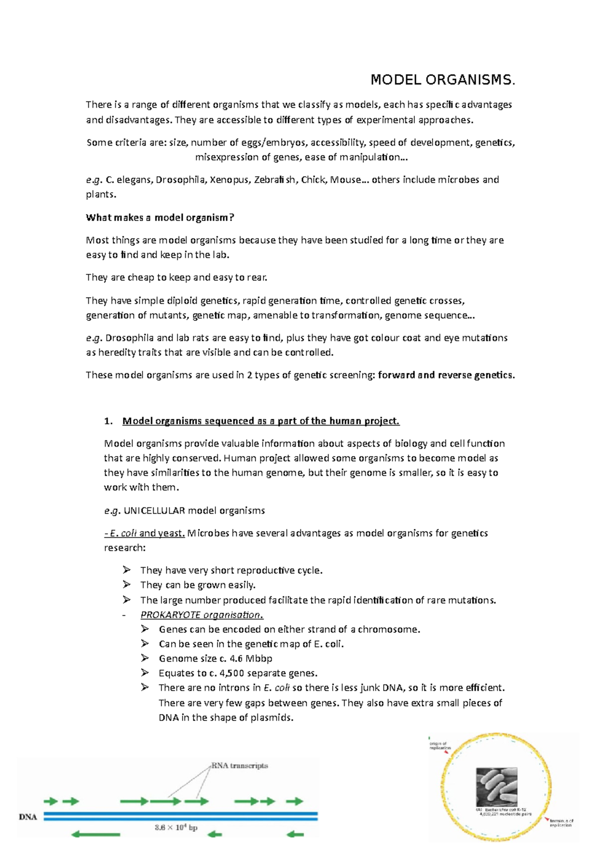 3. Model organisms 1+2 - Lecture notes 3 (Part 1 and 2) - MODEL ...