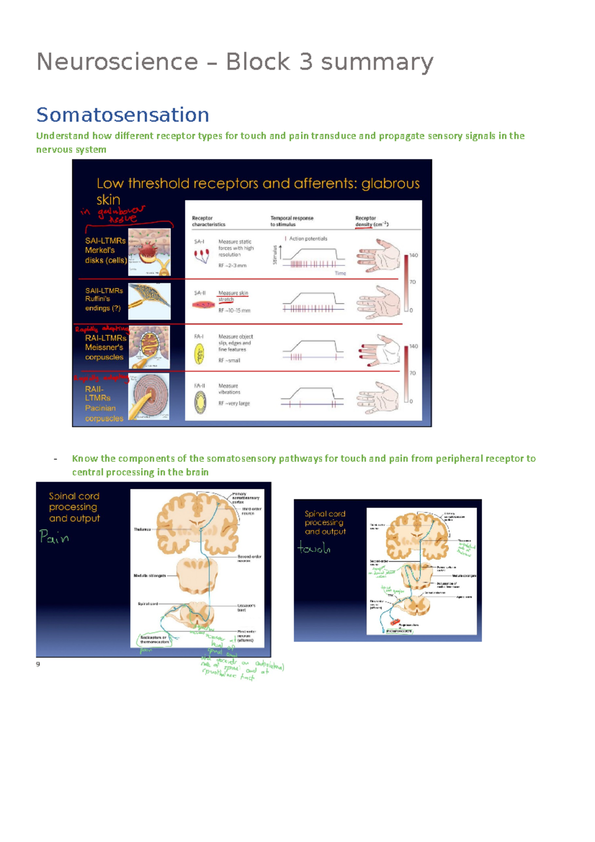 Neuro mini test 3 - revision - Neuroscience – Block 3 summary ...