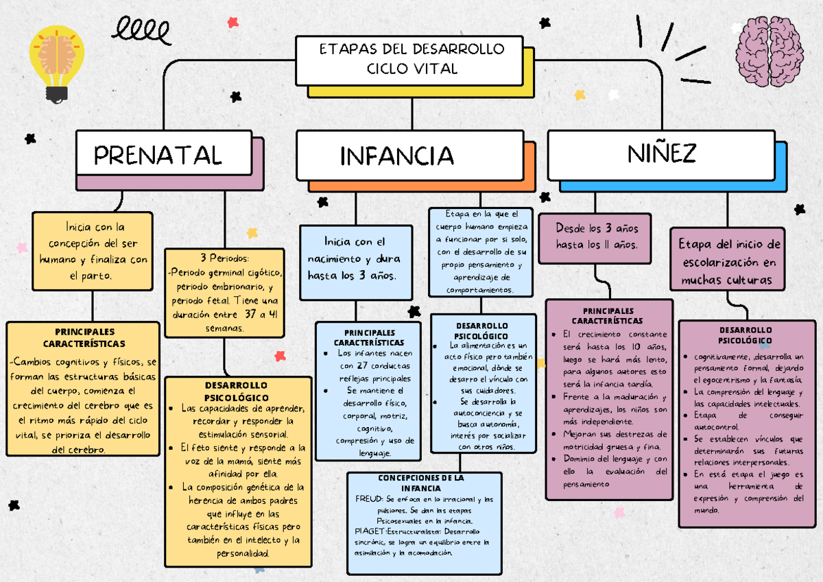 Organizador Grafico - ETAPAS DEL DESARROLLO CICLO VITAL PRENATAL Inicia ...