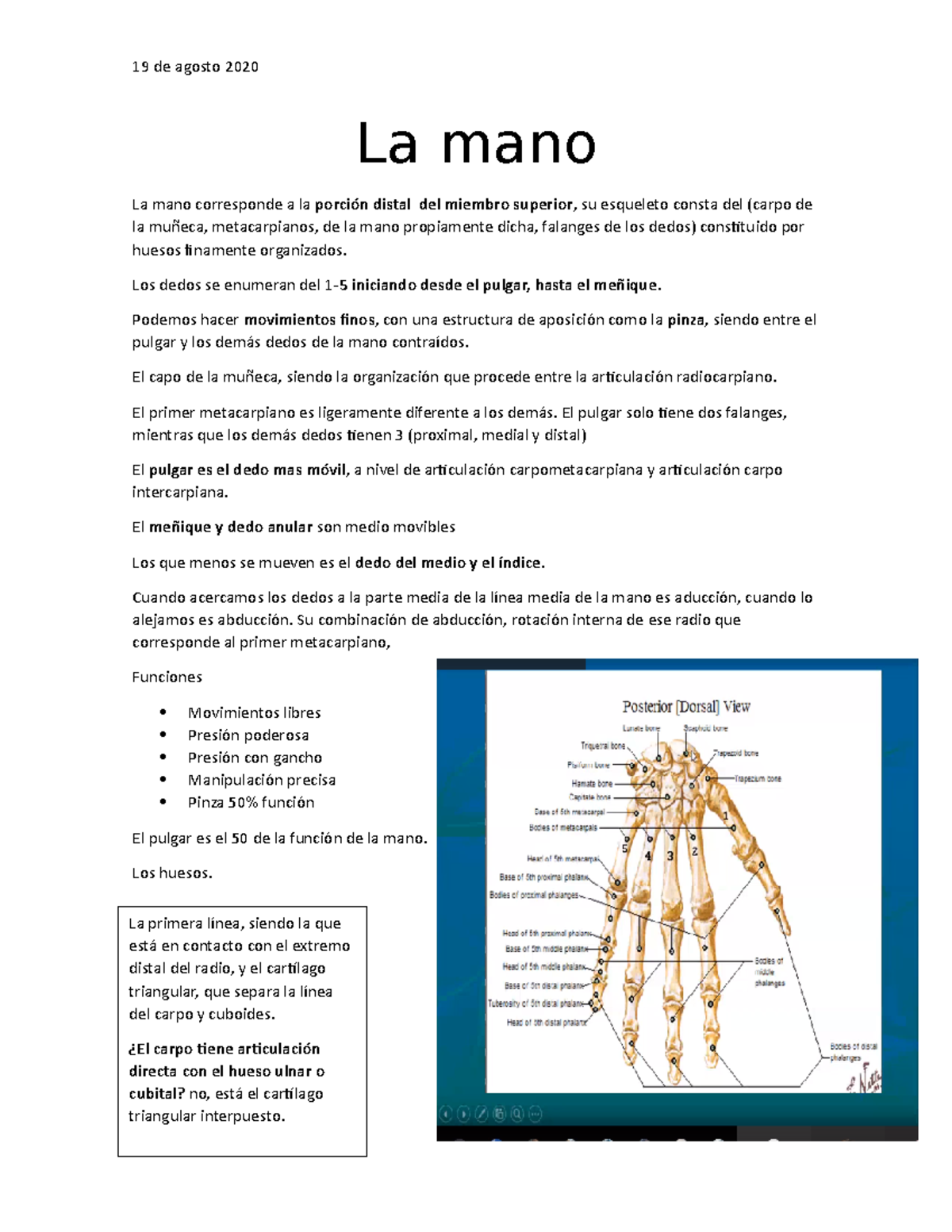 Anatomía de la mano - La mano La mano corresponde a la porción distal ...