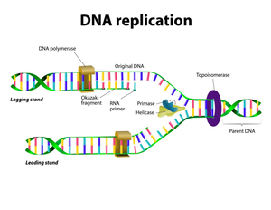 Gizmo Building DNA Answer Key - LAB: Building DNA Directions: Follow ...