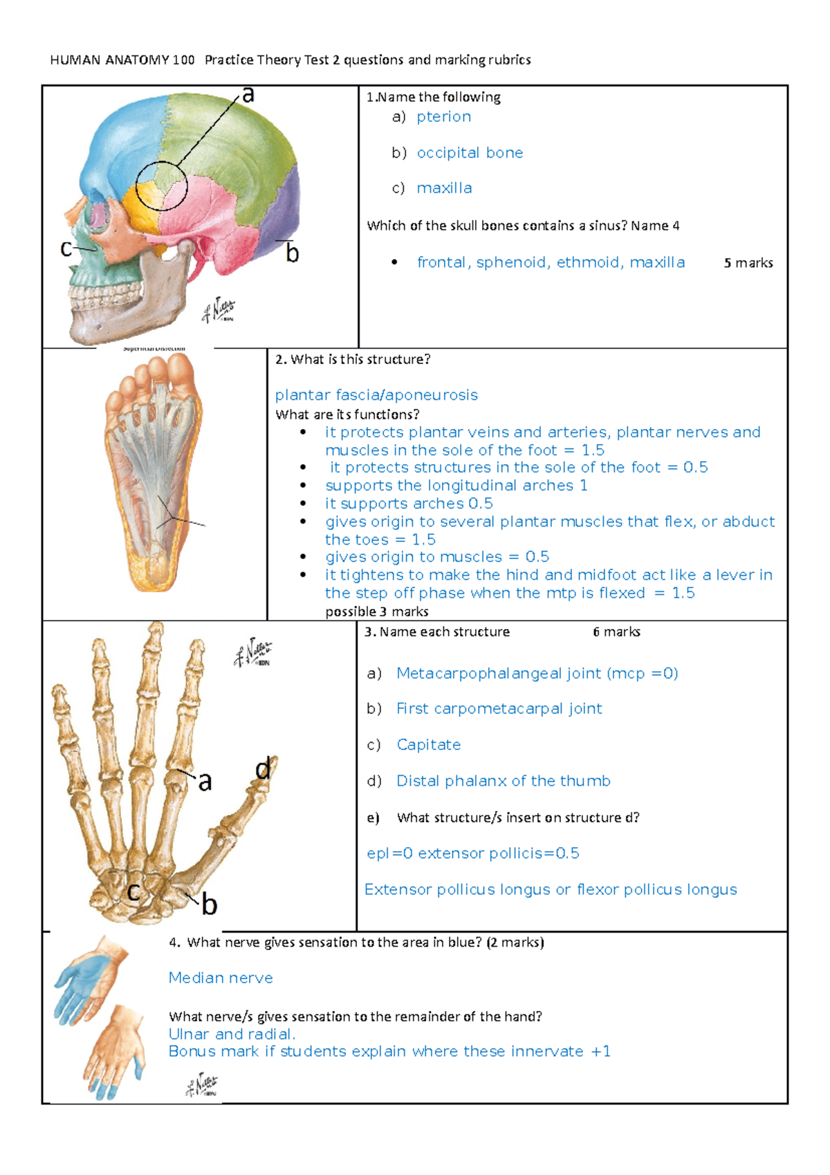 Theory test 2 question examples with marking rubrics - HUMAN ANATOMY ...