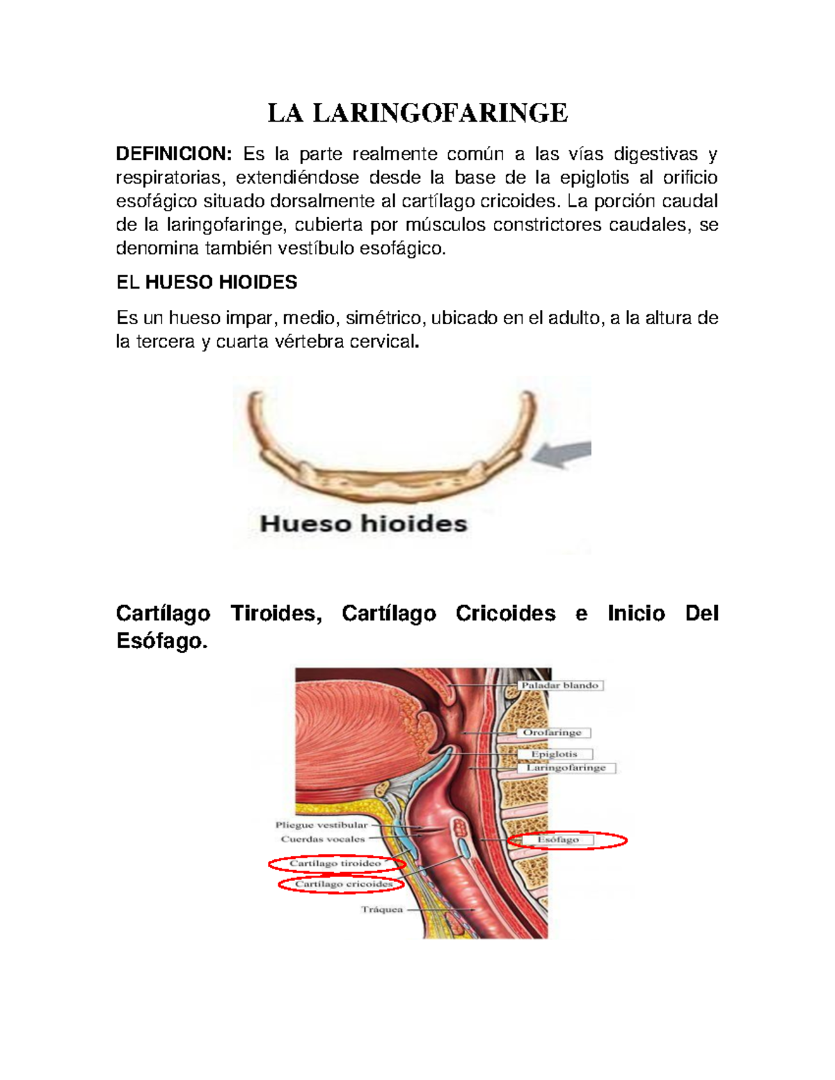 LA Laringofaringe angy - LA LARINGOFARINGE DEFINICION: Es la parte ...