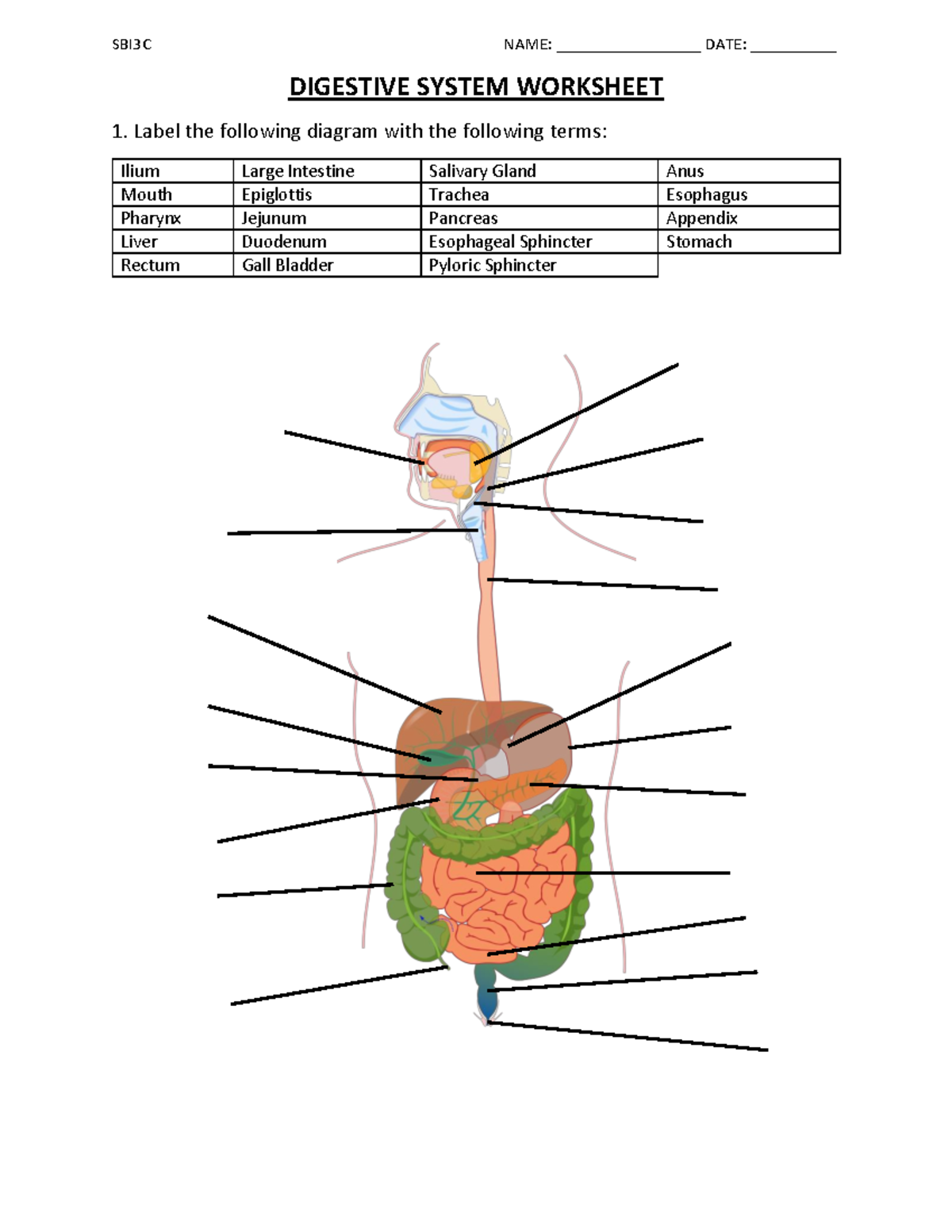 Digestive-system-worsksheet - SBI3C NAME: _________________ DATE ...