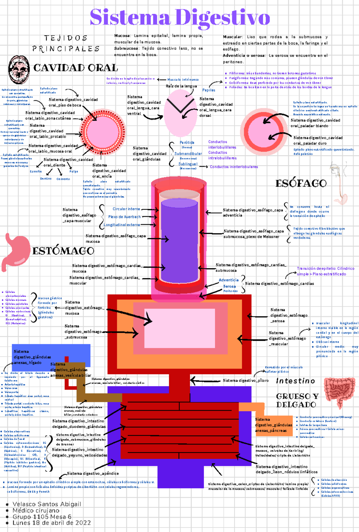 Esquema Histología de Sistema Digestivo - Sistema digestivo_cavidad ...