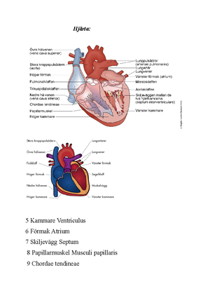 Gruppövning Respirationssystemet - Gruppövning/ Respirationssystemet ...