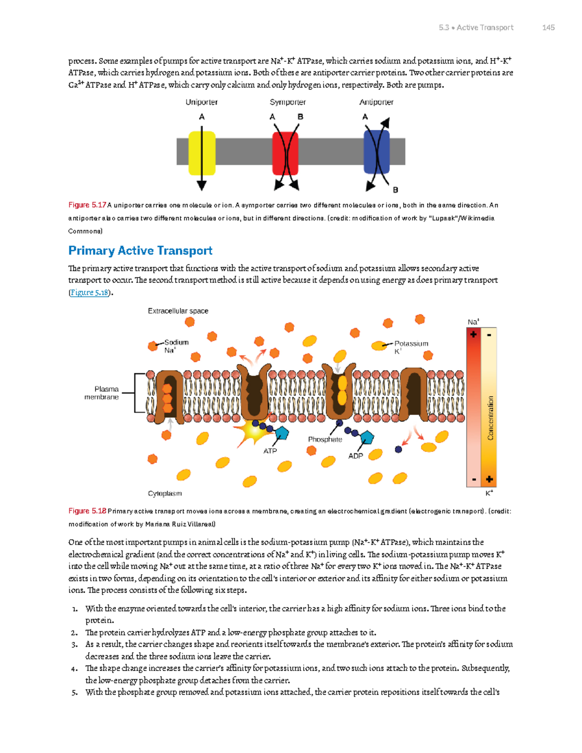 Chapter 5 Structure and Function of Plasma Membranes Part 7 - process. Some examples of pumps ...