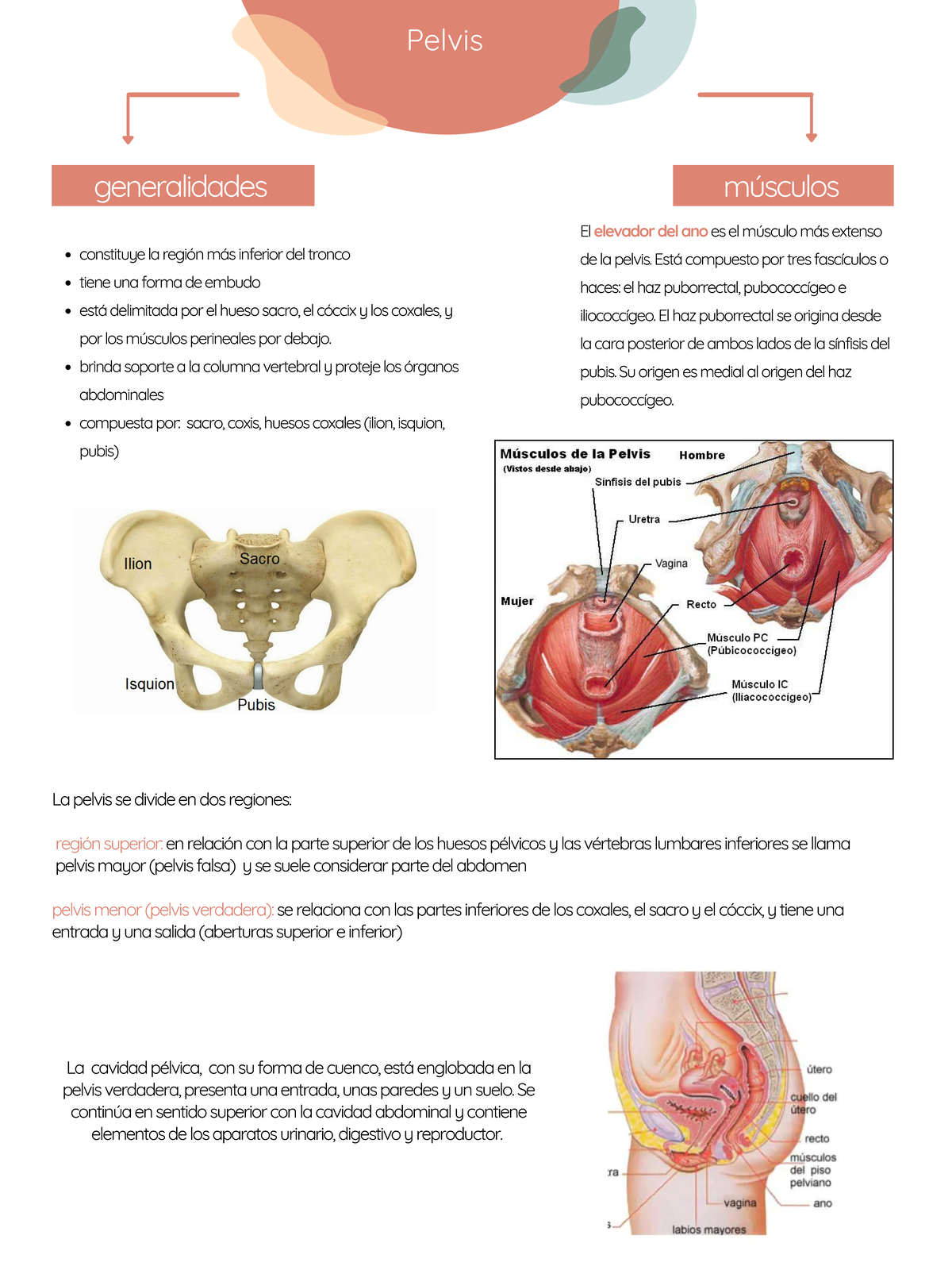 Mapa pelvis - Pelvis generalidades músculos El elevador del ano es el ...