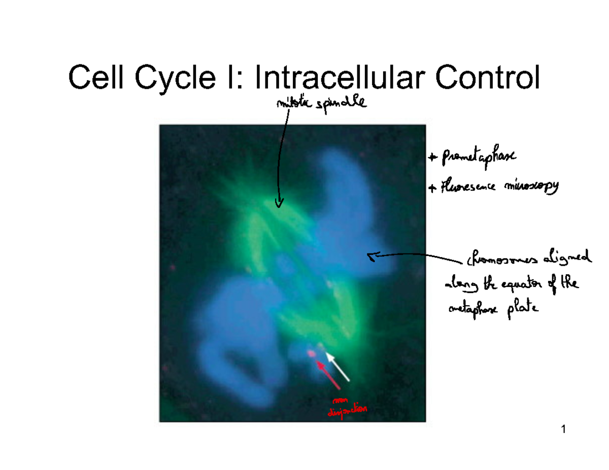 Lecture 7 Cell Cycle - book - 1 Cell Cycle I: Intracellular Control ...