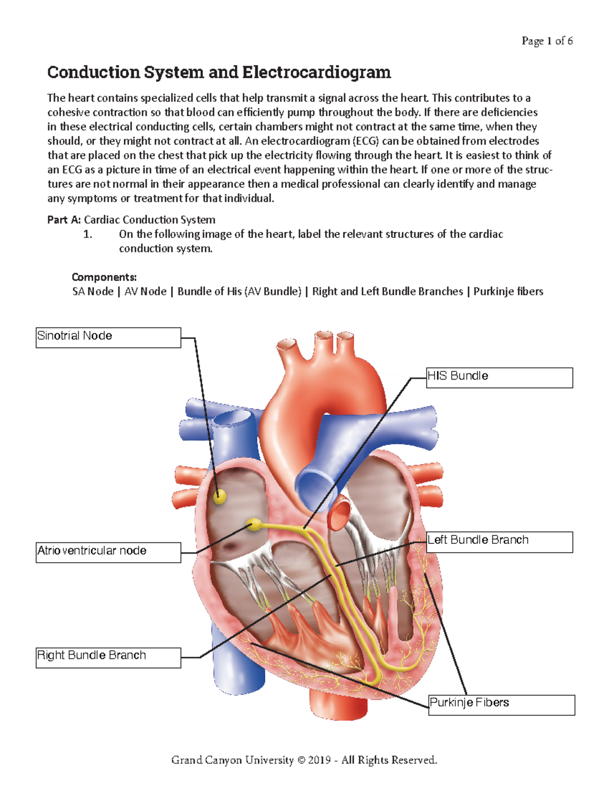 BIO 202 RS Conduction Electrocardiogram - Conduction System and ...