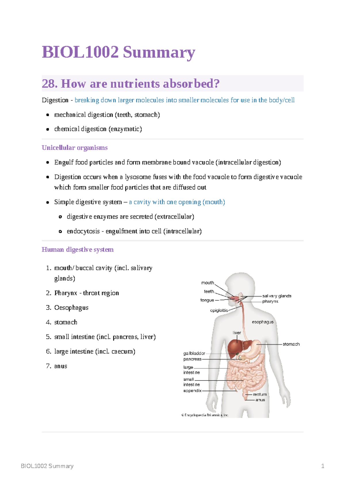 BIOL1002 Summary - How are nutrients absorbed? Digestion - breaking ...