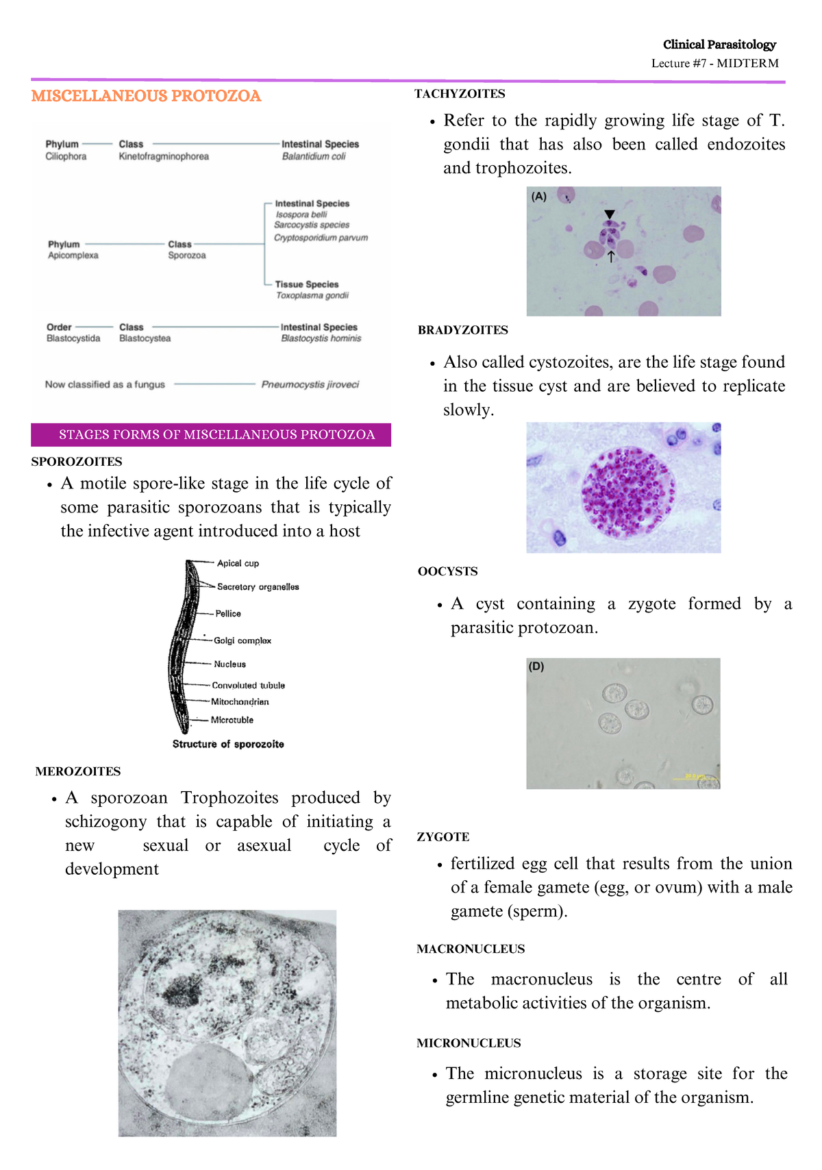 Chapt-7 Miscellaneous Protozoa - STAGES FORMS OF MISCELLANEOUS PROTOZOA ...