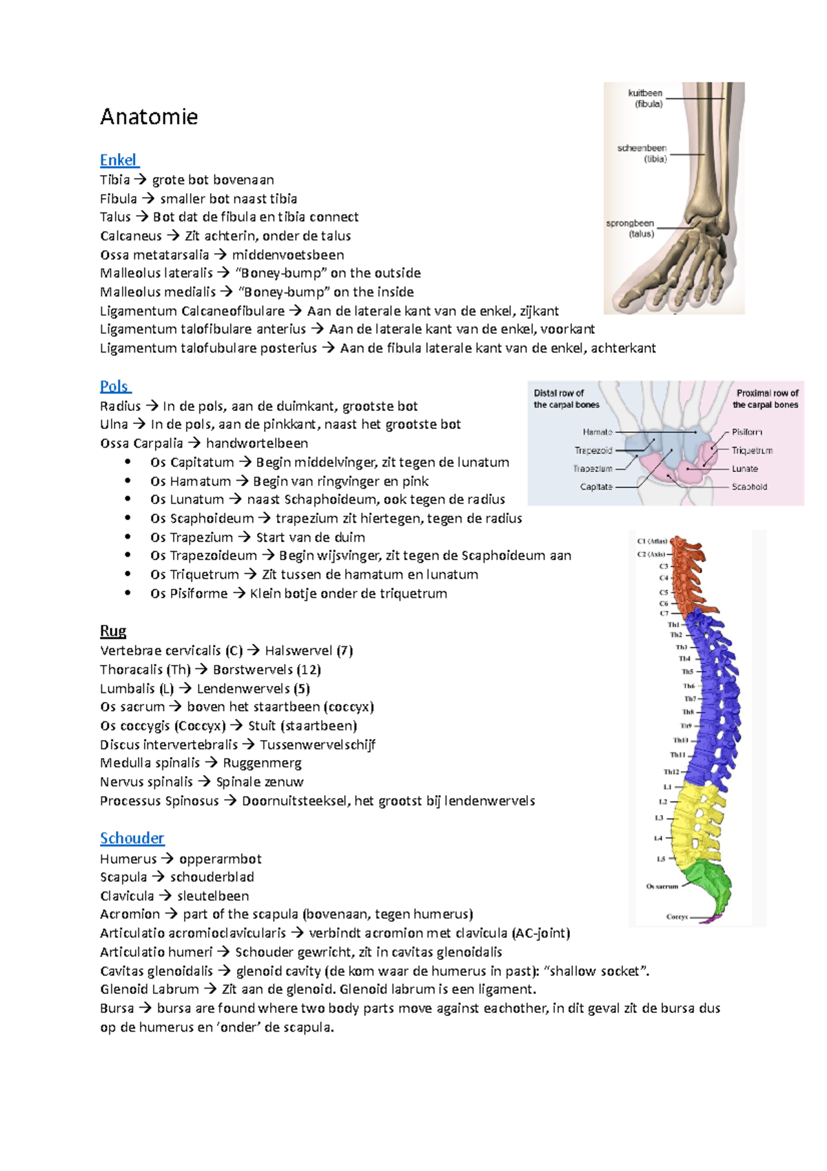 Start tot Arts anatomie overzicht - Anatomie Enkel Tibia grote bot ...
