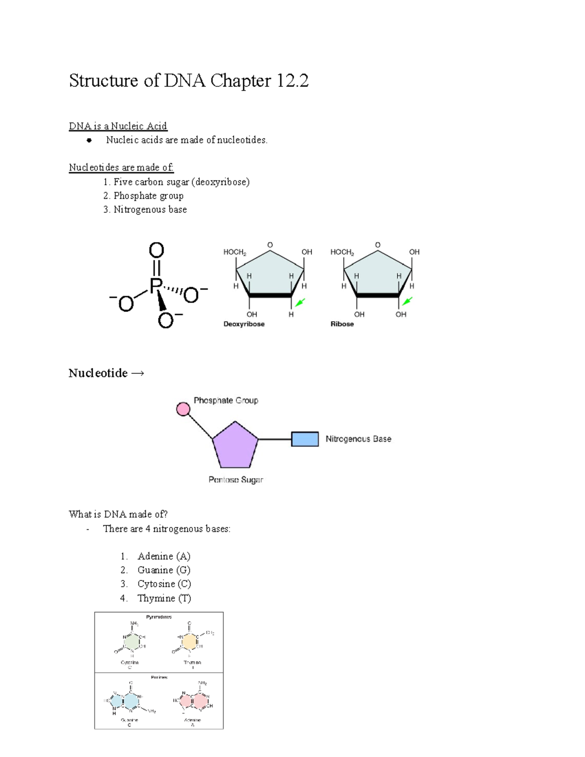 Chapter 12.2 - Arden Manson - Structure of DNA Chapter 12. DNA is a ...