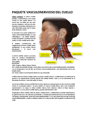Resumen traquea cervical - TRÁQUEA CERVICAL Trachea (del gr. trachys ...