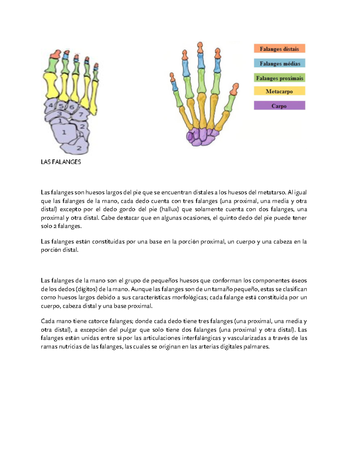 LAS Falanges - descripcion corta de las falanjes - LAS FALANGES Las ...