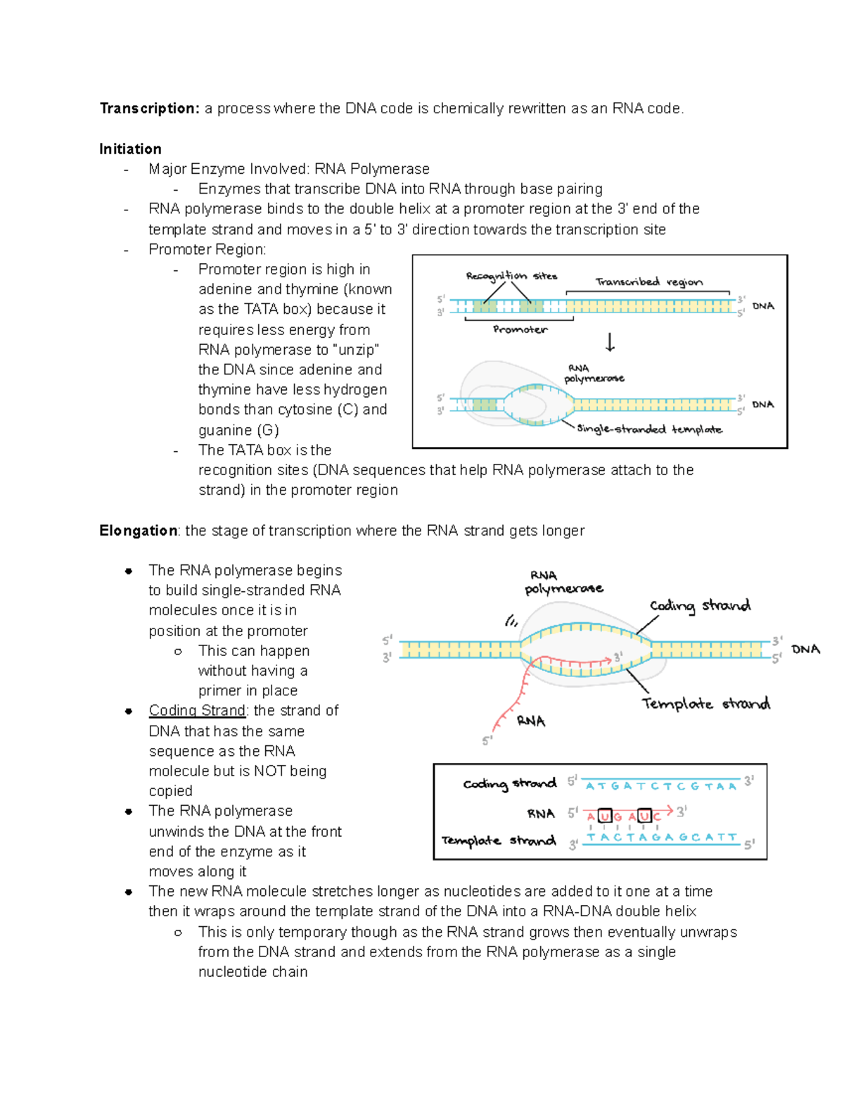 cell biology Transcription - Transcription: a process where the DNA ...