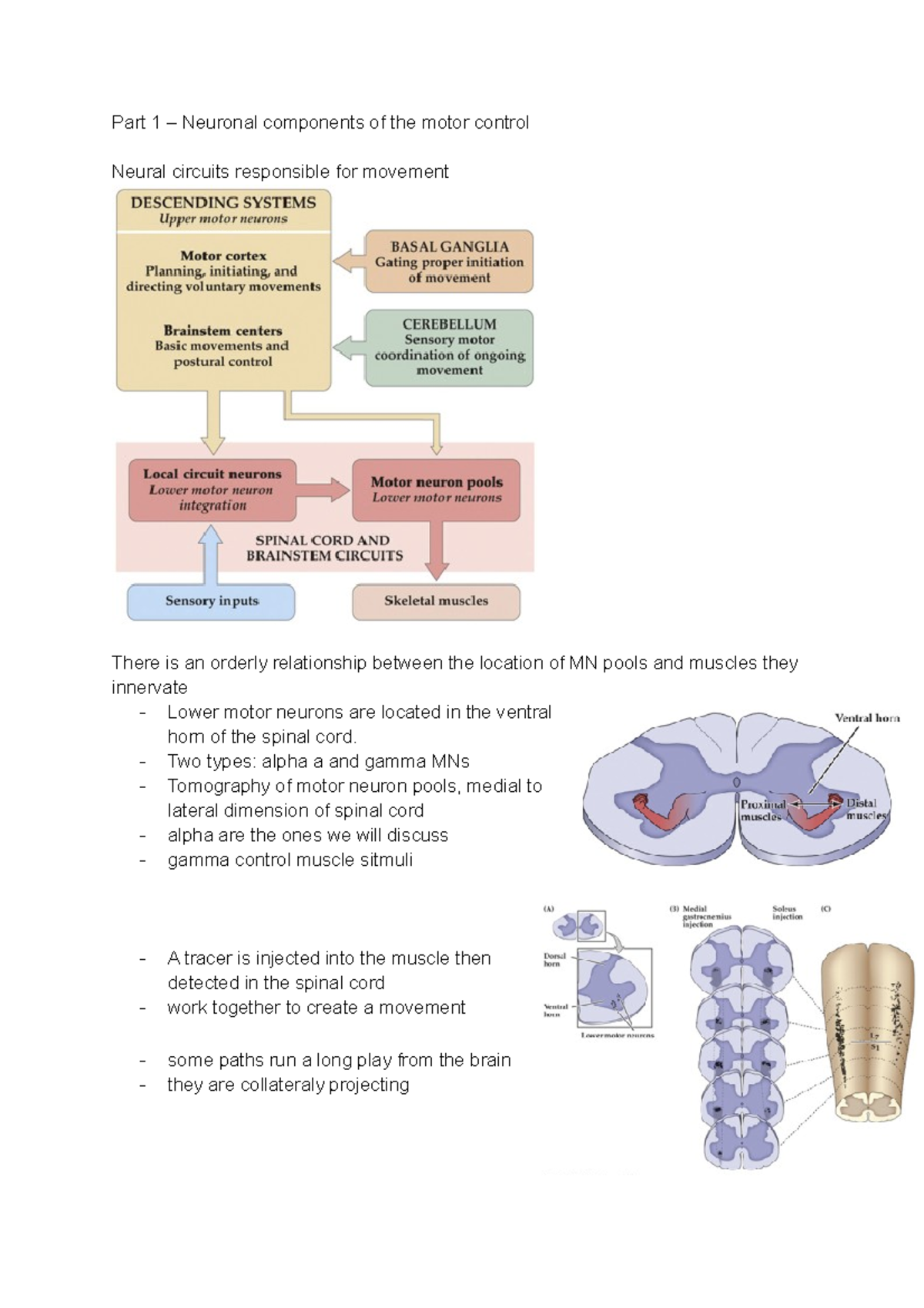 Lecture 17- motor control - Part 1 – Neuronal components of the motor ...