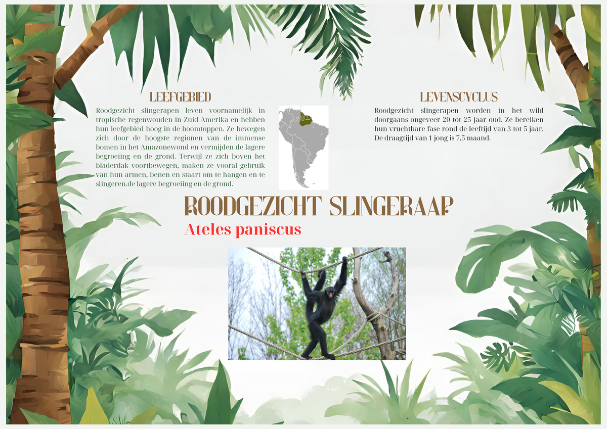 Roodgezicht slingeraap - ROODGEZICHT SLINGERAAP Ateles paniscus ...