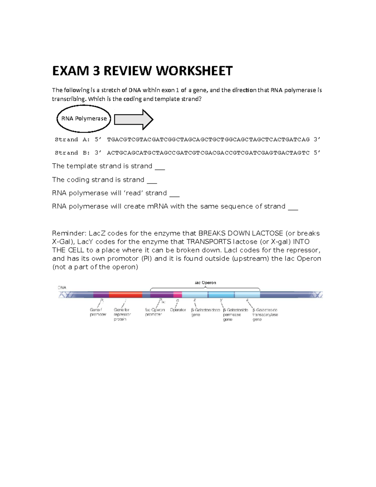 Gene Expression Study Guide - EXAM 3 REVIEW WORKSHEET The following is ...