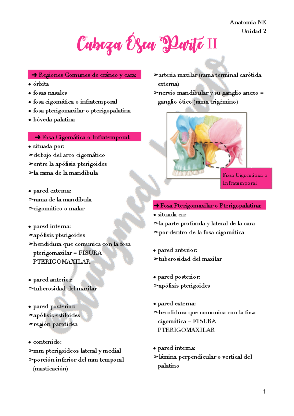 Cabeza Ósea Parte II - Apunte del anatomía normal 2 - Unidad 2 Cabeza ...