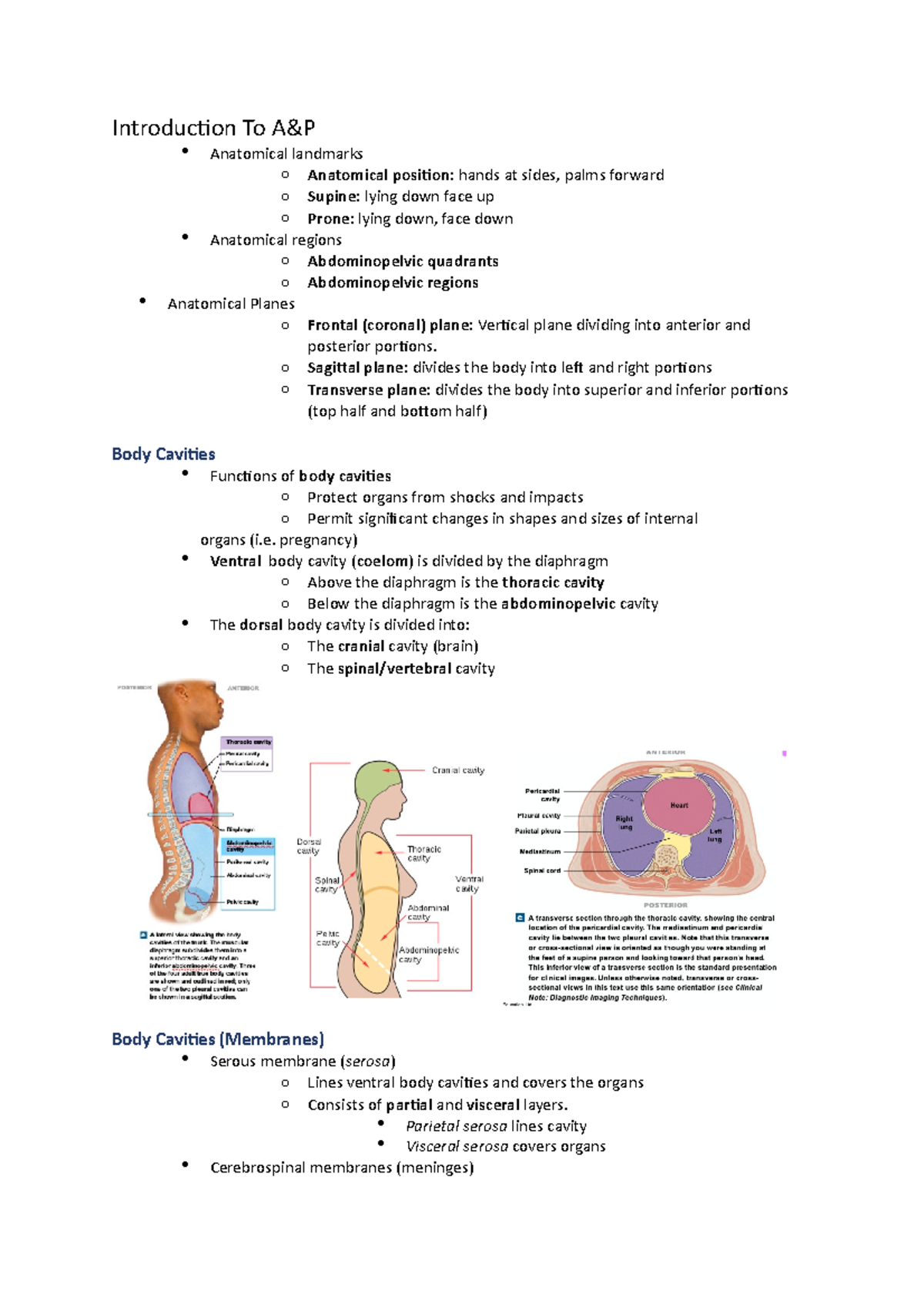 Anatomy and Physiology - Introduction To Anatomical landmarks o ...