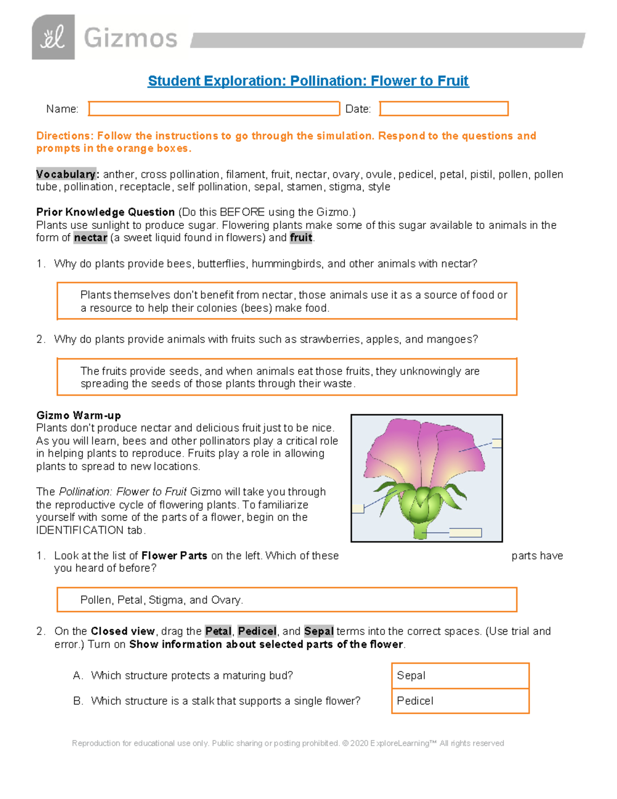 Pollination Flower to Fruit - Student Exploration: Pollination: Flower ...