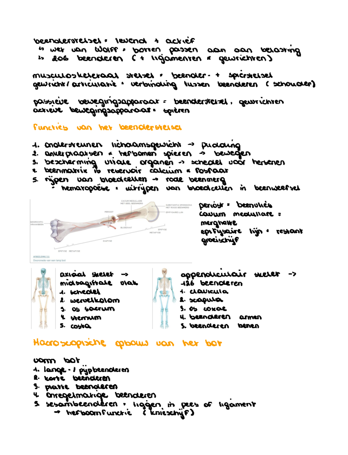 Beenderstelsel 2 - Samenvatting Anatomie en Fysiologie - beenderstelsel ...