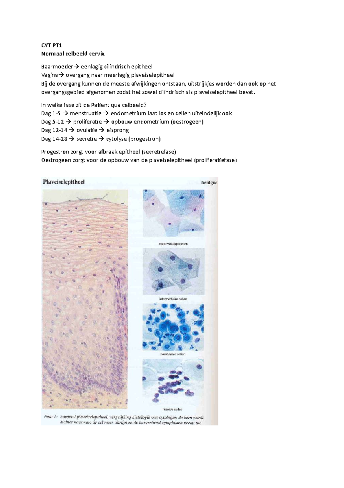 Practicum - Cytologie 1 - CYT PT1 Normaal celbeeld cervix eenlagig ...