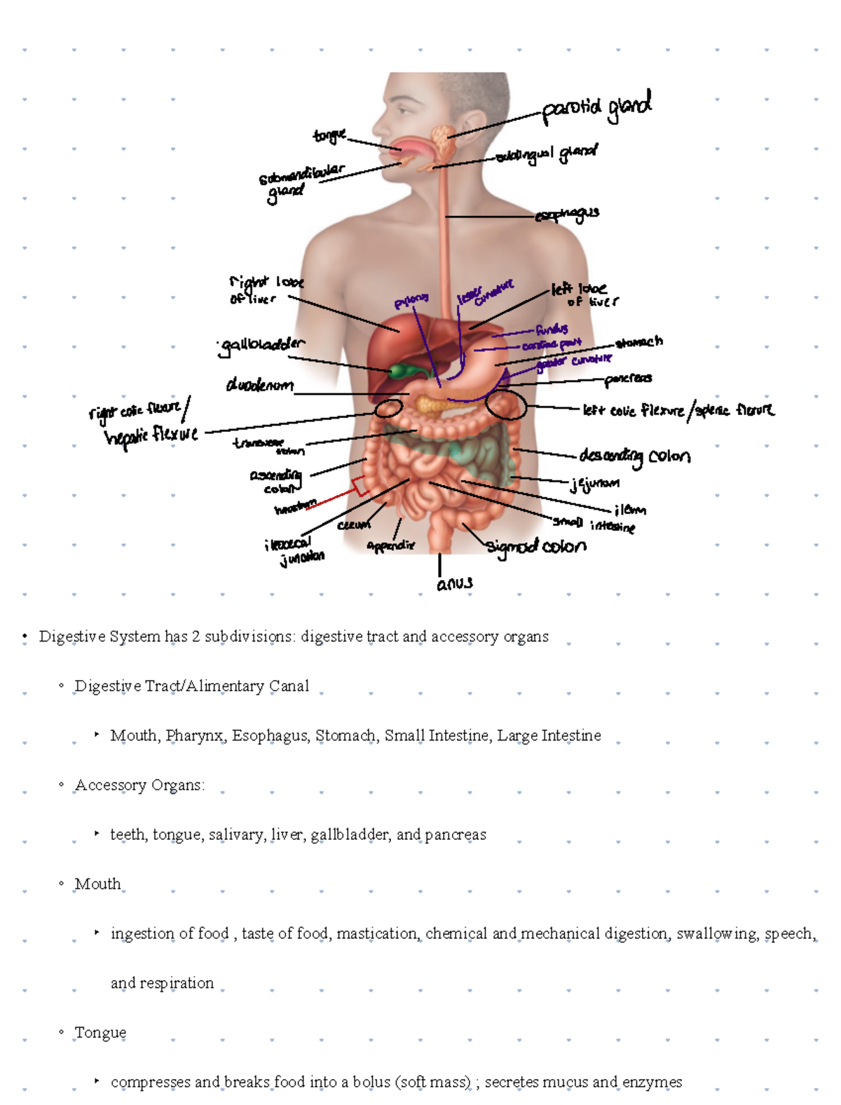 A&P 4 Exam 1 - Pretty Good Study Guide - Digestive System has 2 ...