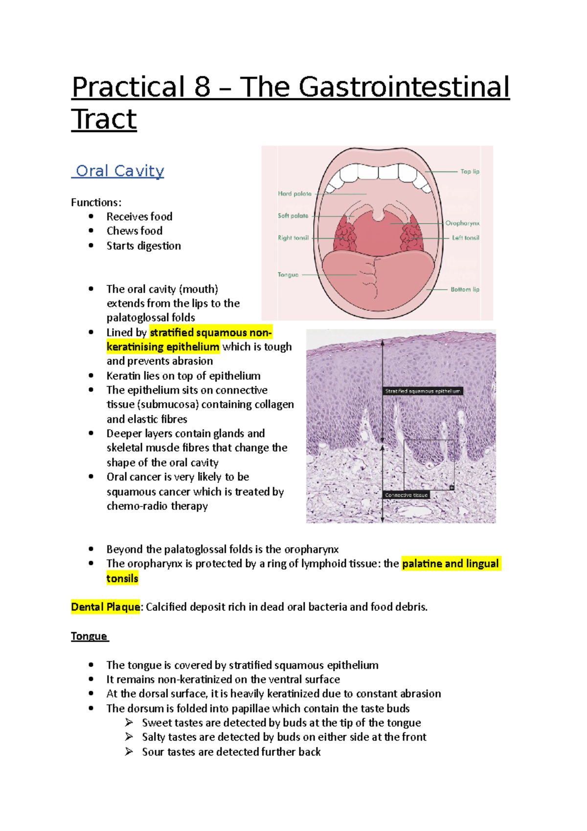 Practical 8 – The Gastrointestinal Tract - Practical 8 – The ...