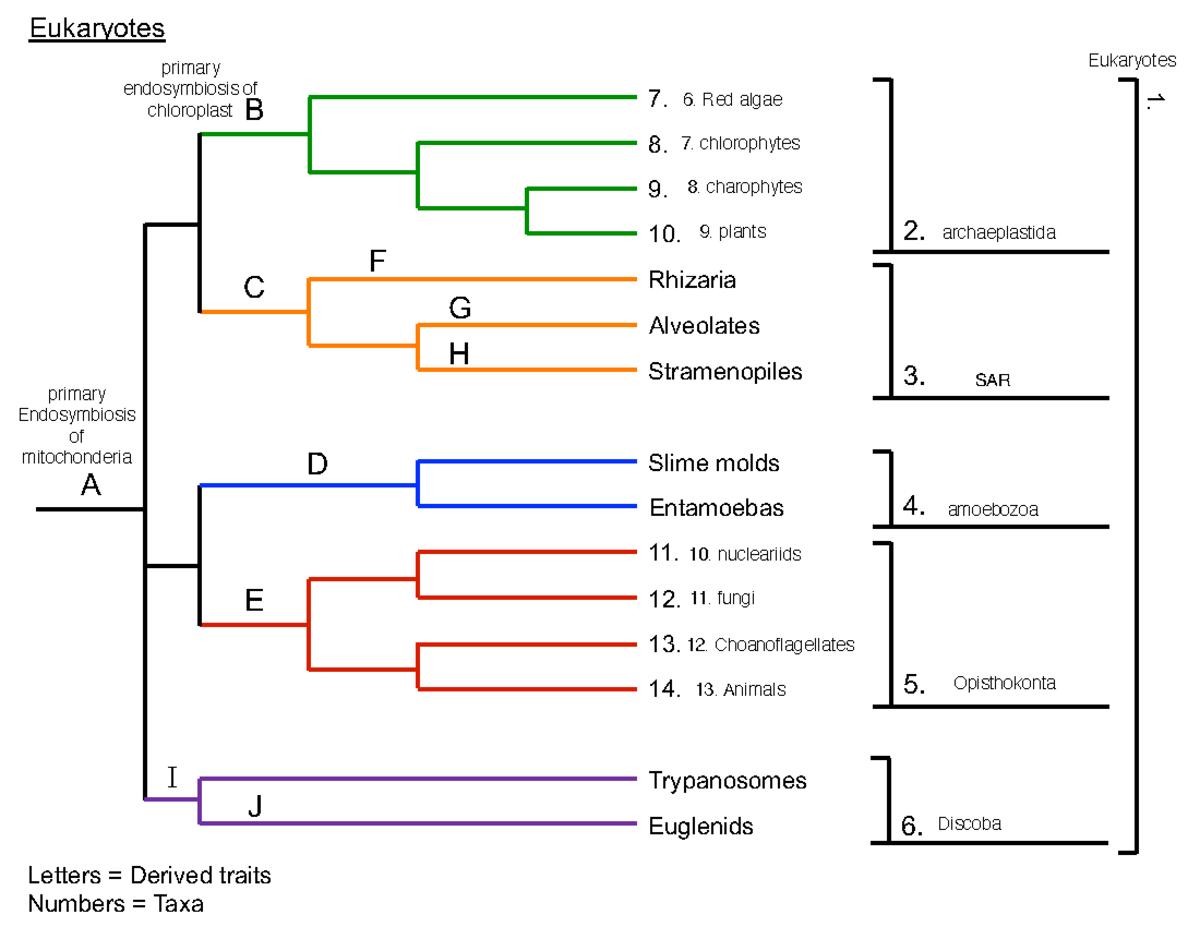Eukaryote Phylogeny for Lecture 3 - 01:119:116 - 7. 8. 9. 10. Rhizaria ...