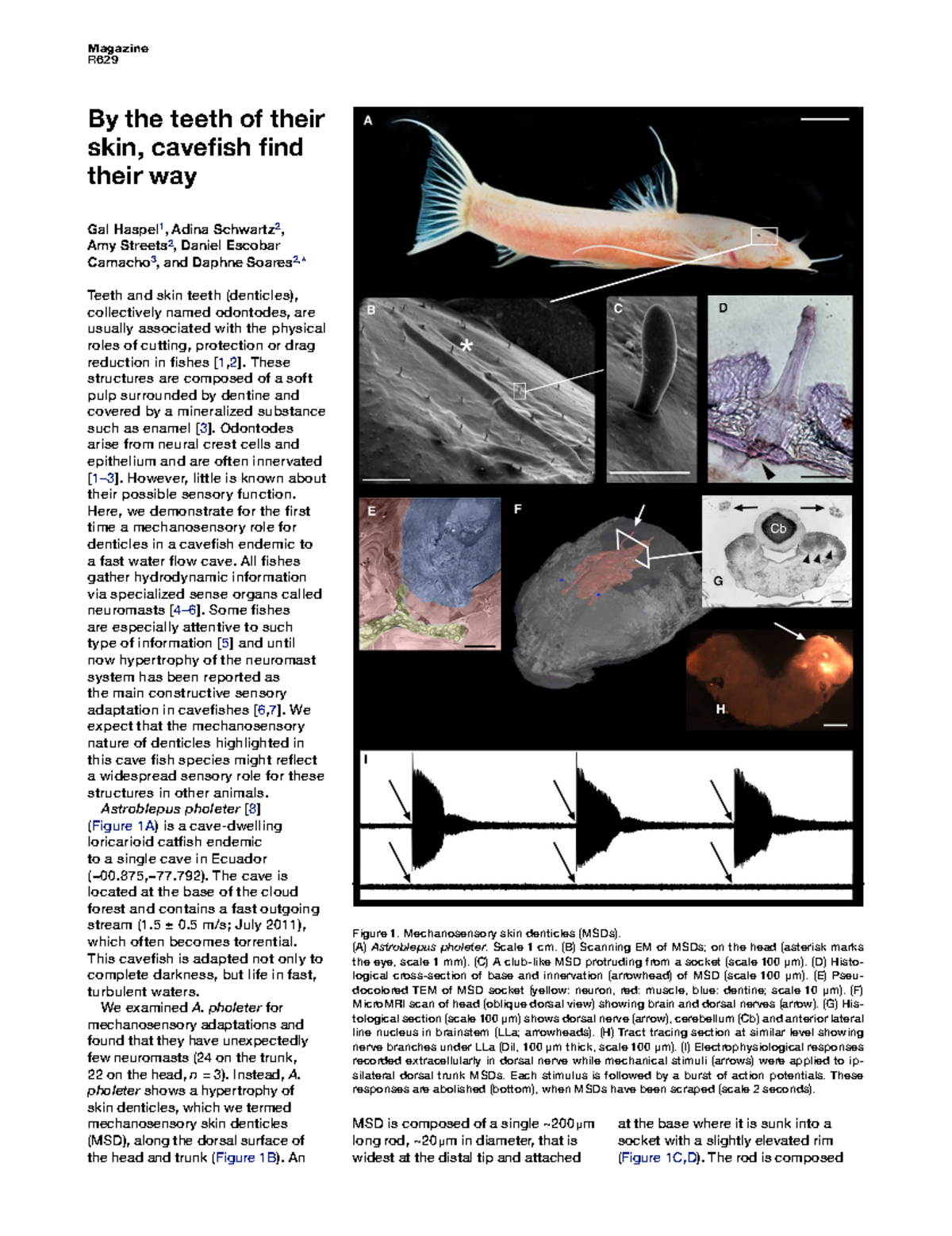 By the teeth of their skin, cavefish find their wa - Magazine R MSD is ...