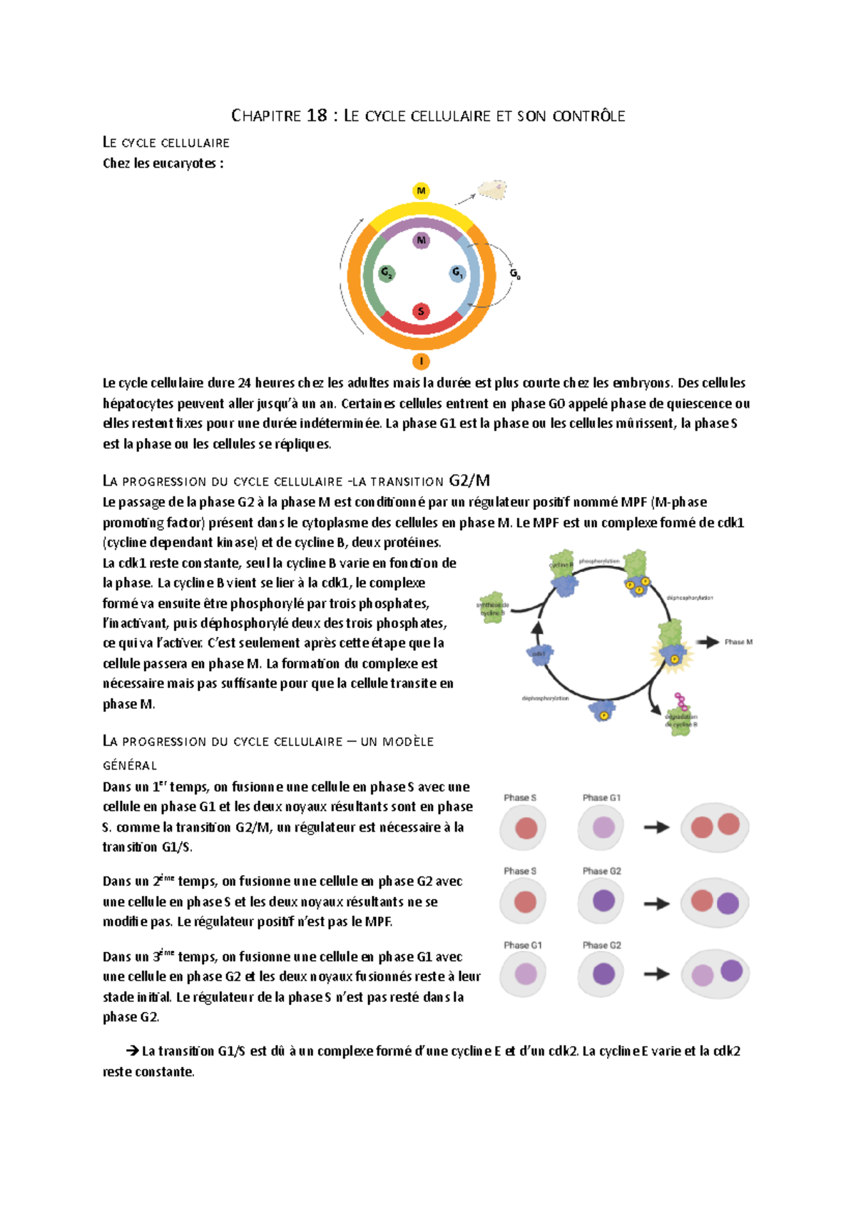 Chapitre 18 - cours de biologie Q2 - CHAPITRE 18 : LE CYCLE CELLULAIRE ...