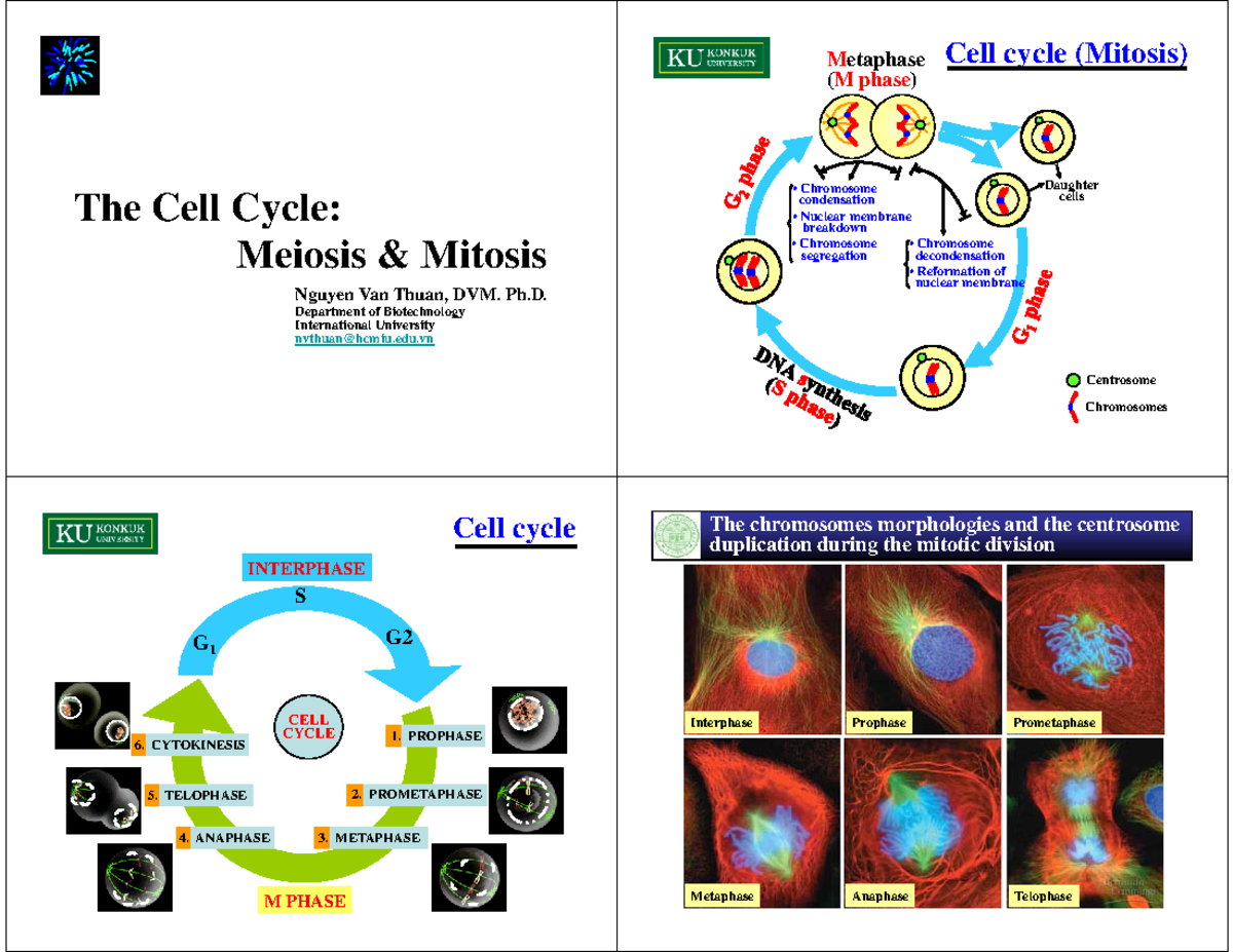Cell cycle Meiosis and Mitosis - The Cell Cycle:The Cell Cycle: Meiosis ...